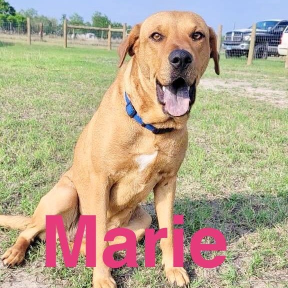 Dog for adoption - Marie, a Labrador Retriever & Yellow Labrador Retriever Mix in Brattleboro ...