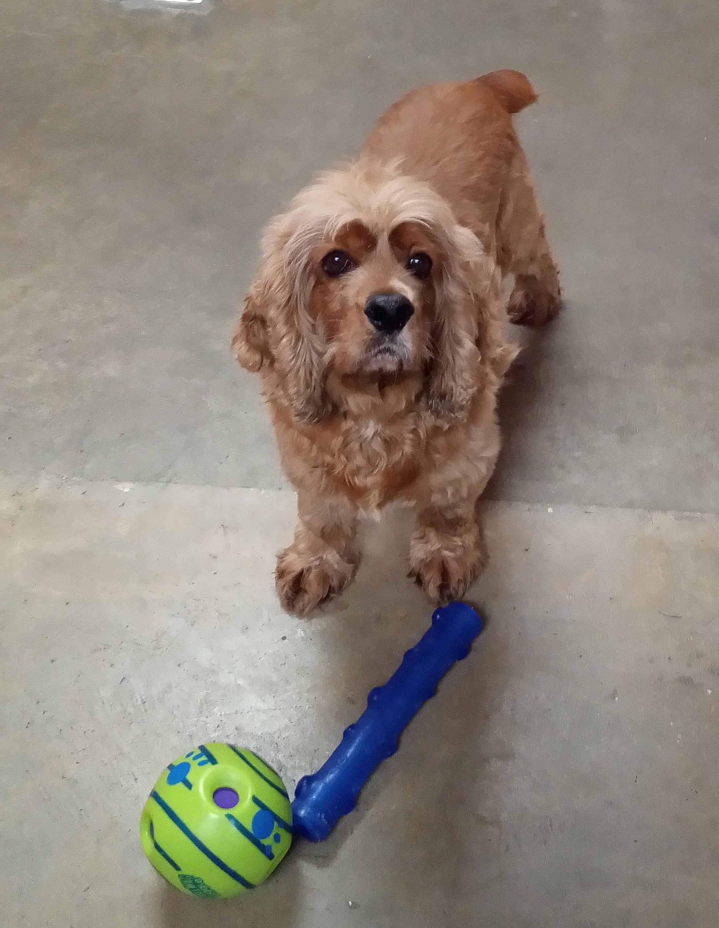 Available Pets « Eastern Shore SPCA