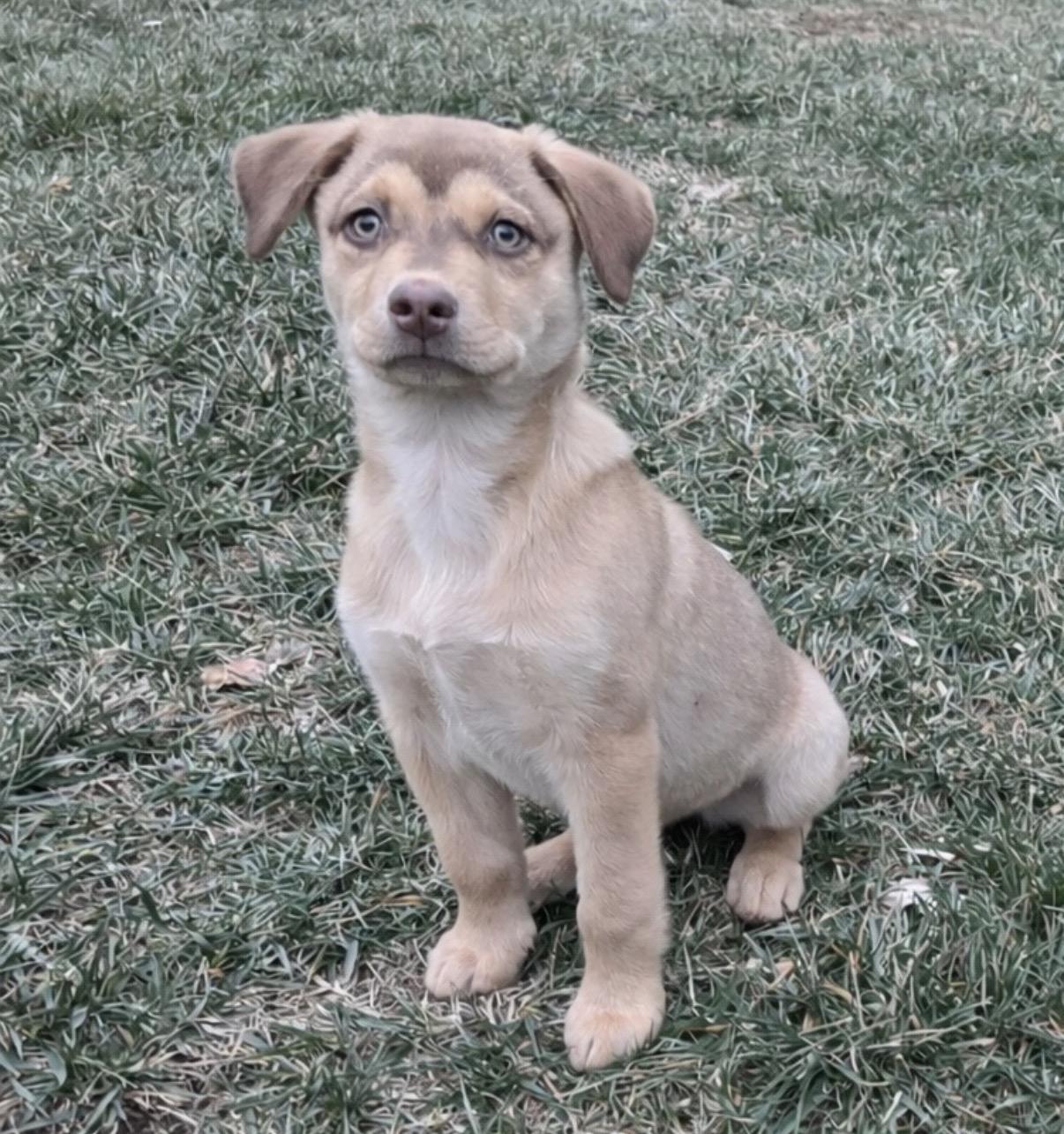 Snickerdoodle - Adoptable Pet | Petfinder | Petfinder