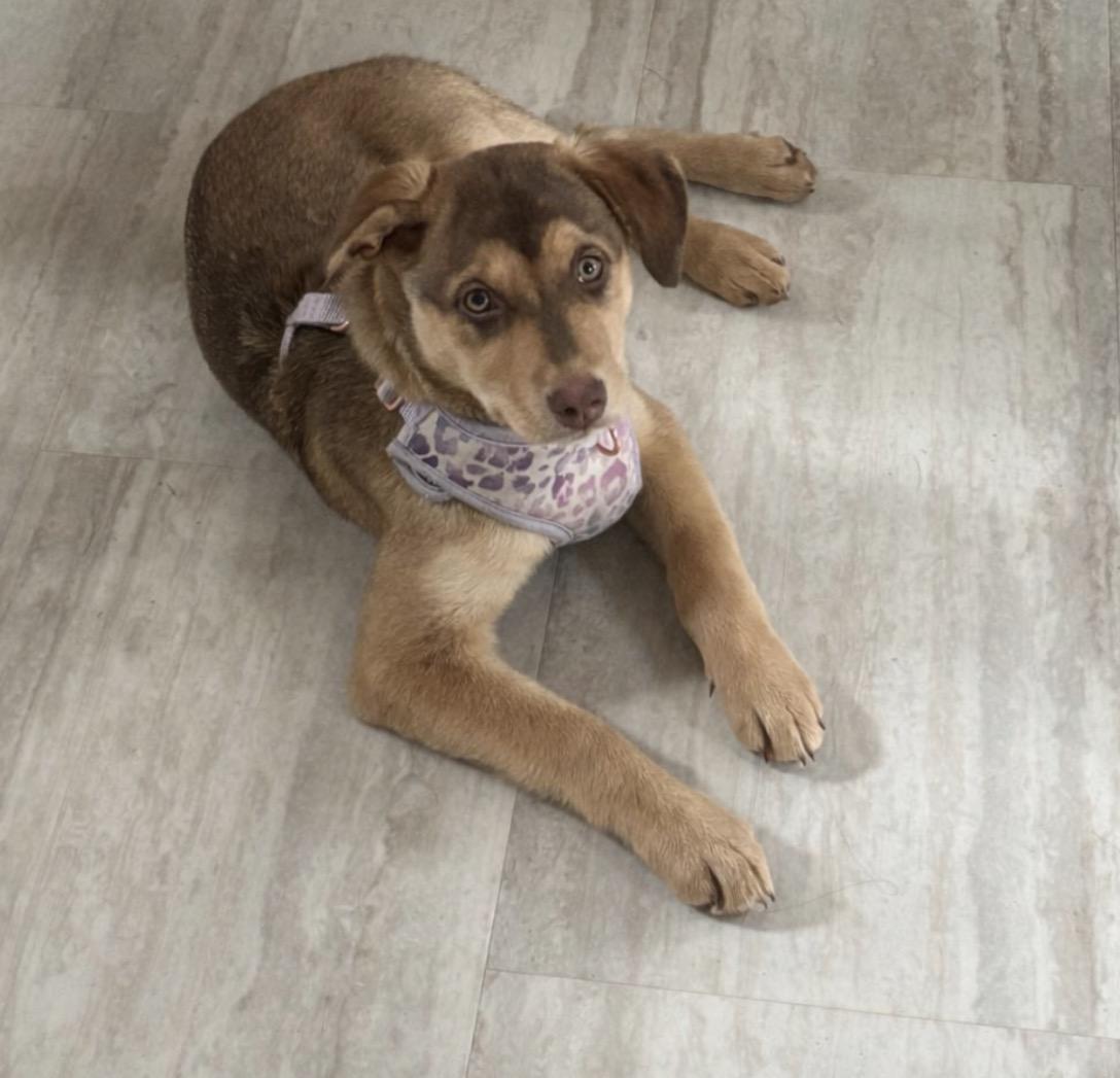 Snickerdoodle - Adoptable Pet | Petfinder | Petfinder