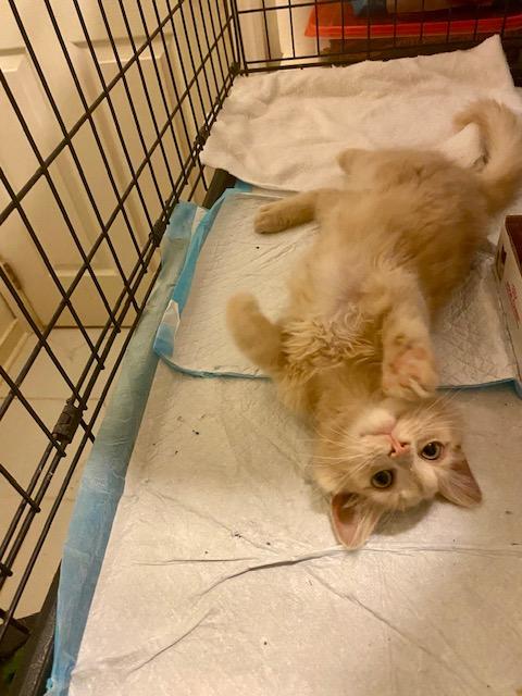 Our Adoptable Pets – Hanover Humane Society