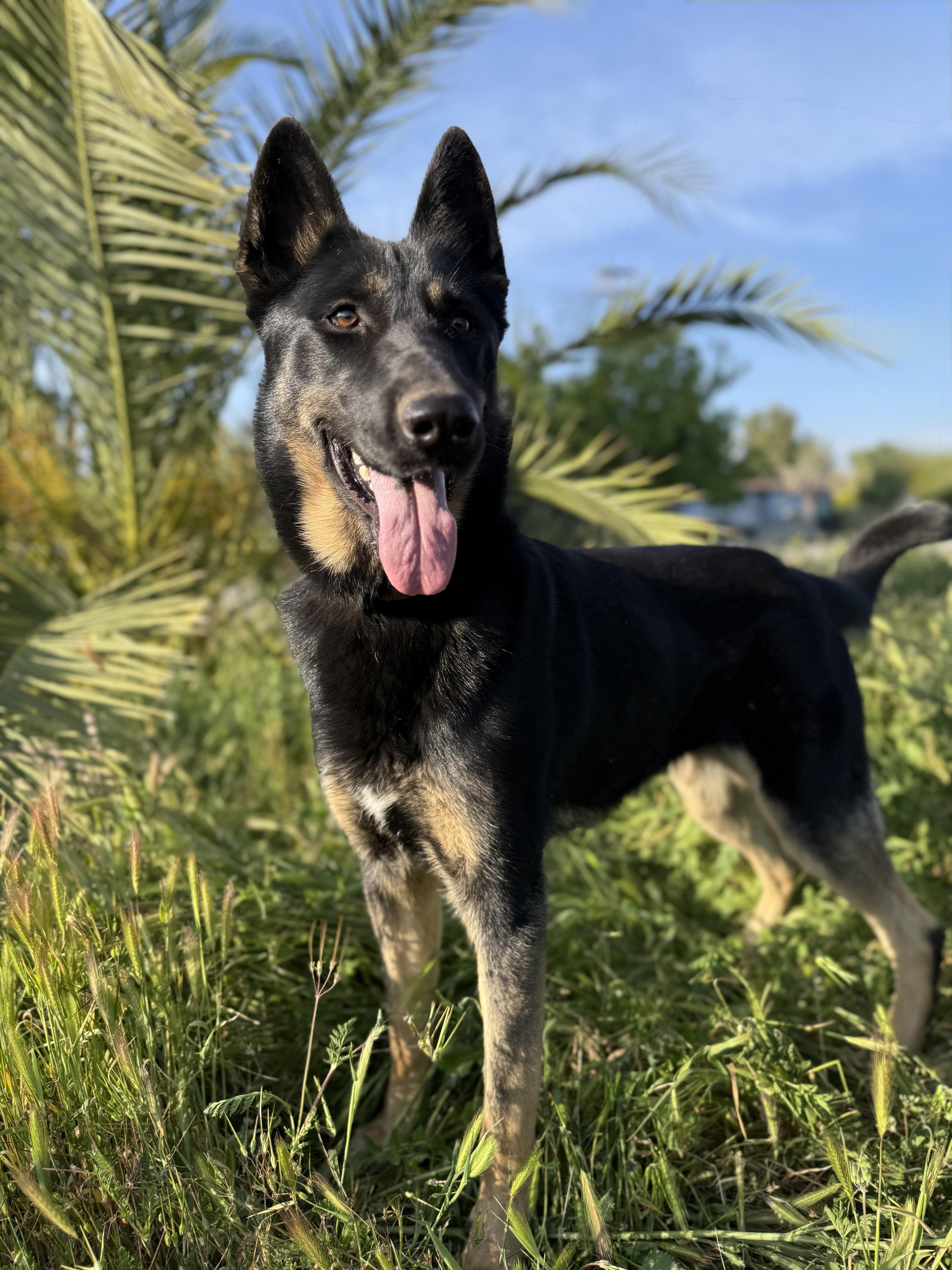 Dog for adoption - LUNA, a German Shepherd Dog in Portland , OR | Petfinder