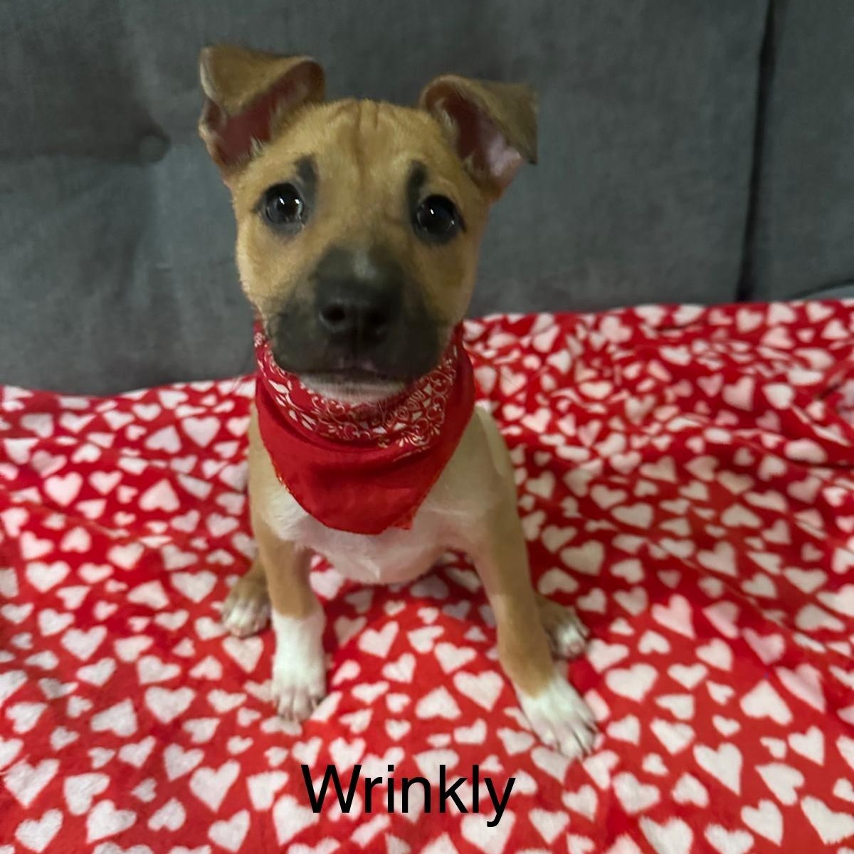 Dog for adoption - Wrinkly, a Mixed Breed in Dallas, TX | Petfinder