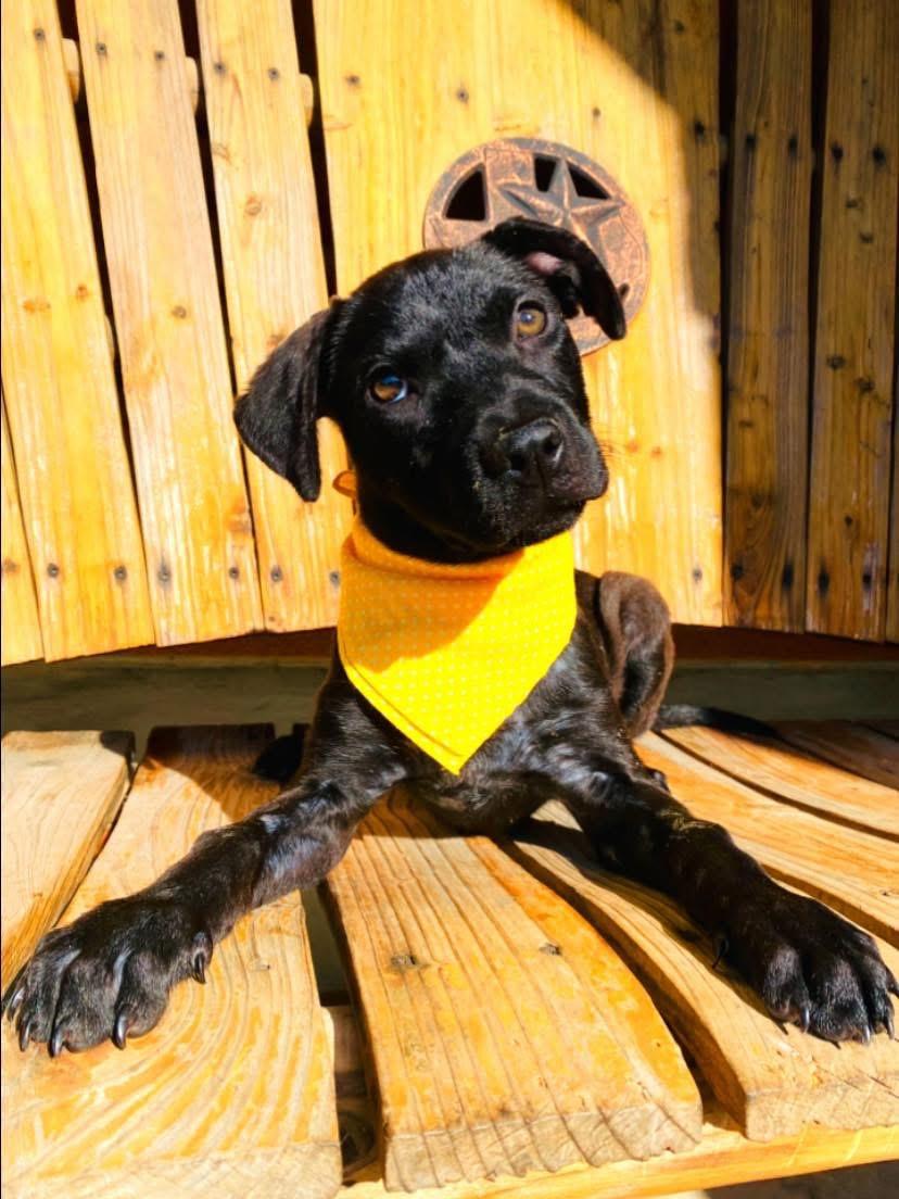 Dog for adoption - Baby Luna, a Labrador Retriever & Patterdale Terrier ...
