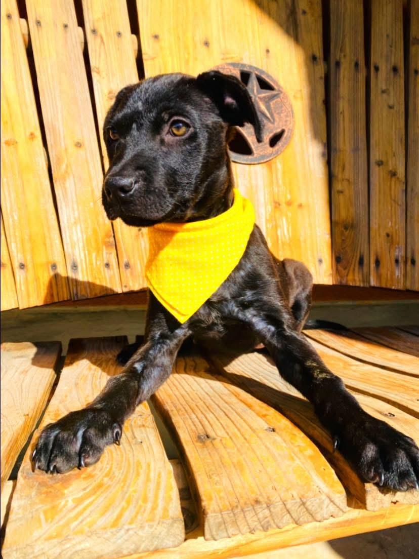Dog for adoption - Baby Luna, a Labrador Retriever & Patterdale Terrier ...