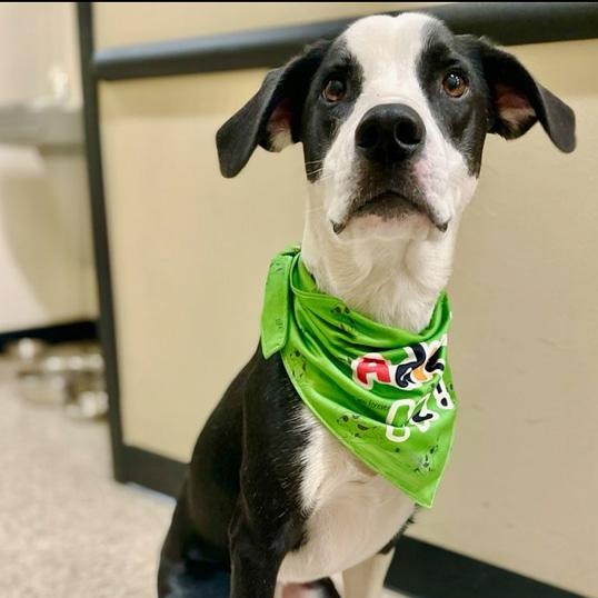 Dog for adoption - Morgan, a Hound & Border Collie Mix in Oklahoma City ...