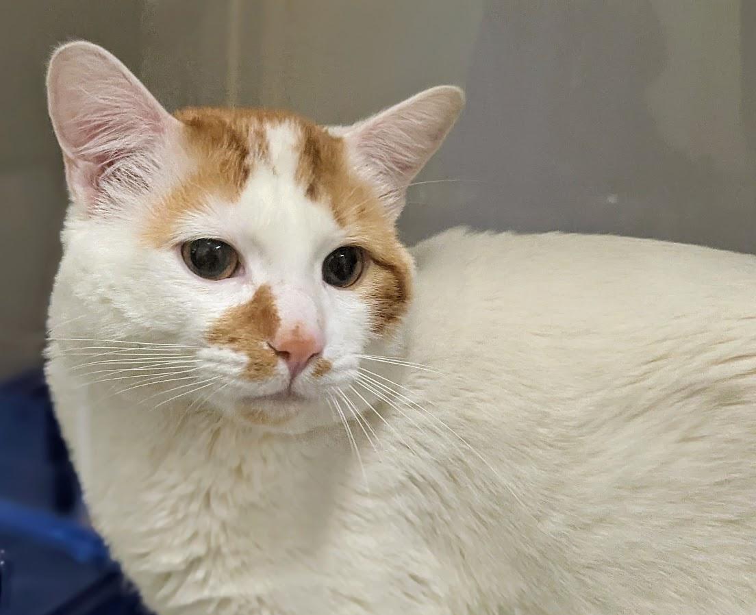Cat for adoption - Hendrix - Medical Needs, a Domestic Short Hair in ...