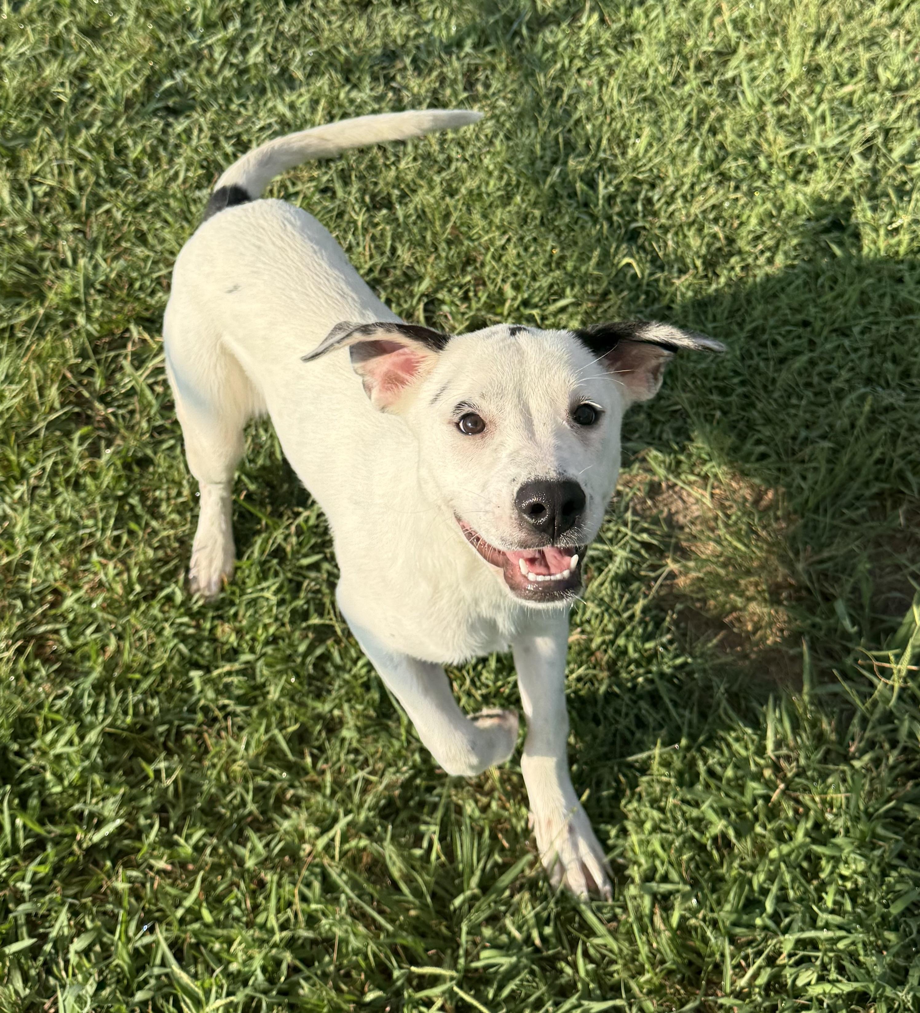 Dog for adoption - Dixie, an English Setter Mix in Bellingham, WA ...