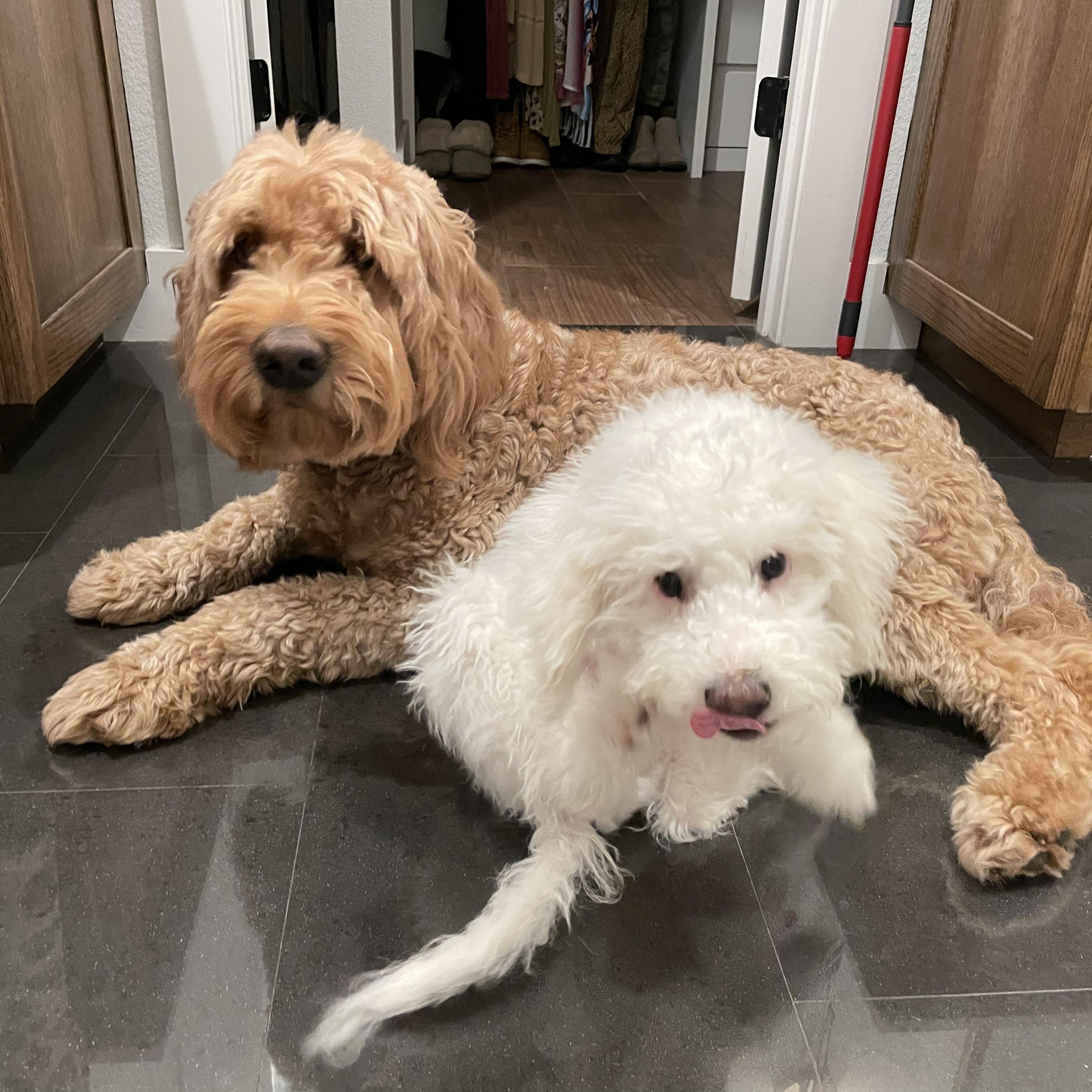 Dog for adoption - Indy Turner, a Goldendoodle in Plano, TX | Petfinder