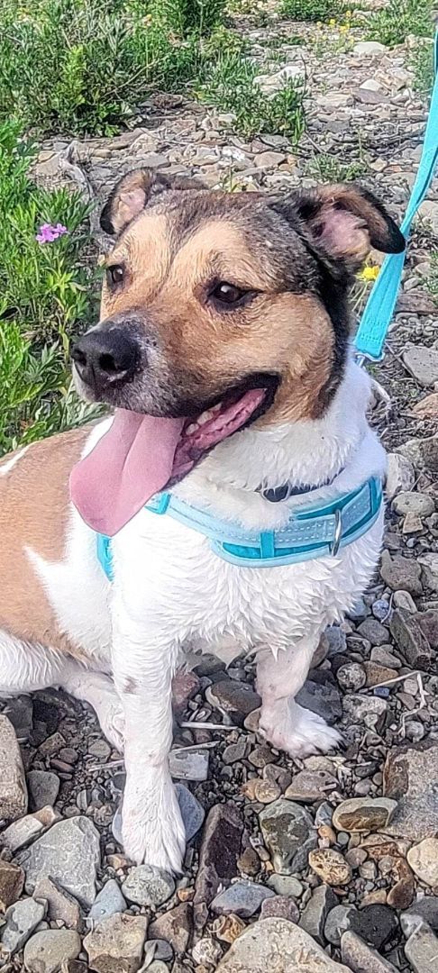 Dog for adoption - Moco, a Jack Russell Terrier & Corgi Mix in White ...