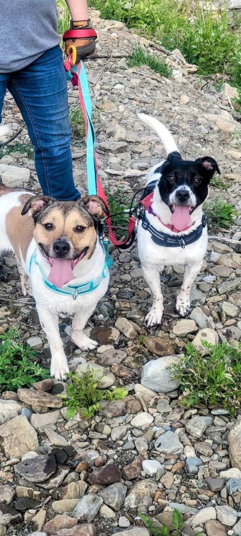 Dog for adoption - Moco, a Jack Russell Terrier & Corgi Mix in White ...