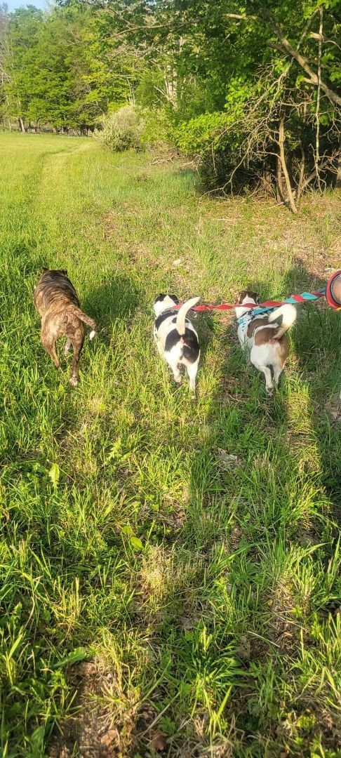 Dog for adoption - Moco, a Jack Russell Terrier & Corgi Mix in White ...