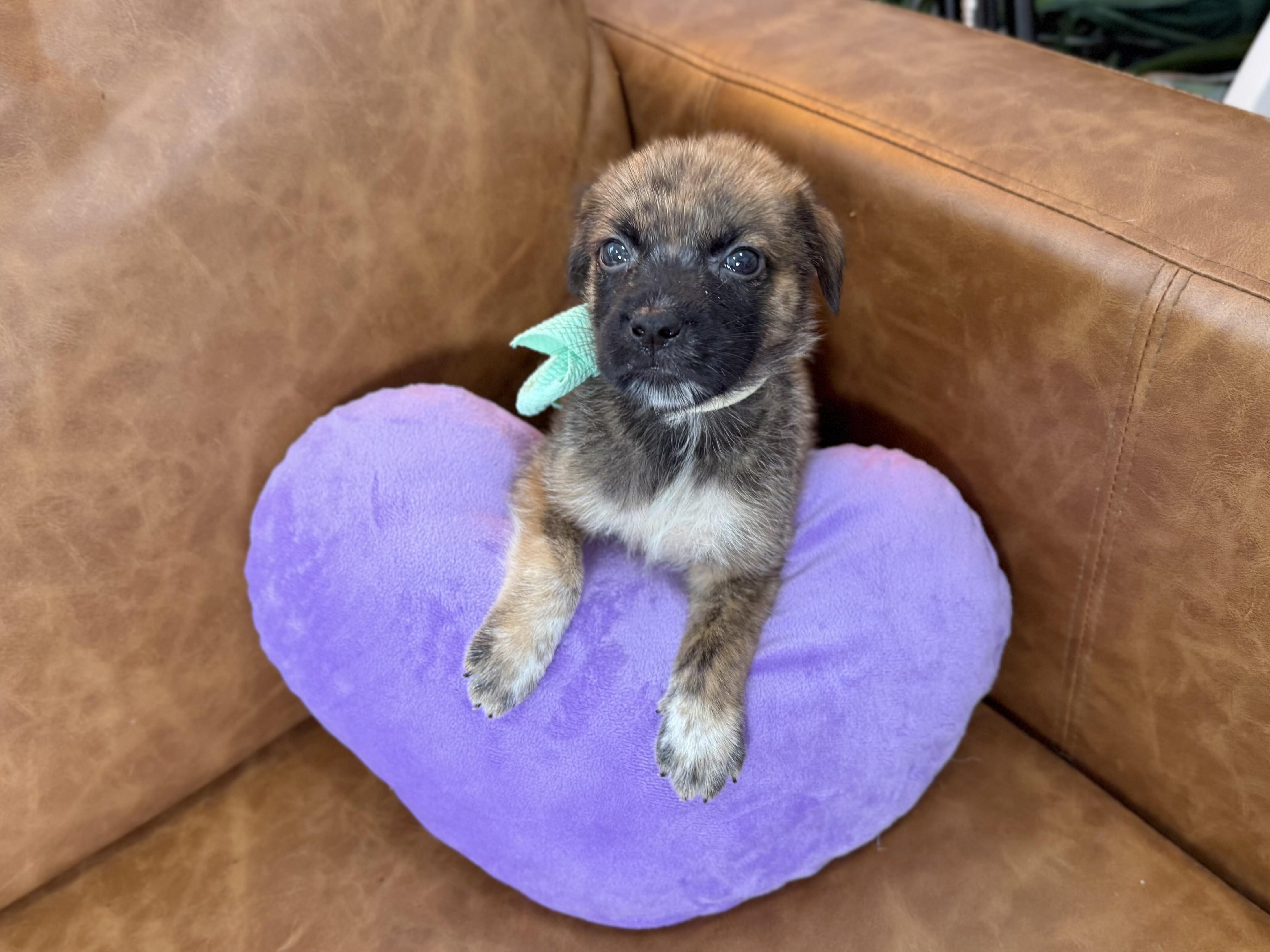 Dog for adoption - Short Rib Cochran, a German Shepherd Dog & Labrador ...