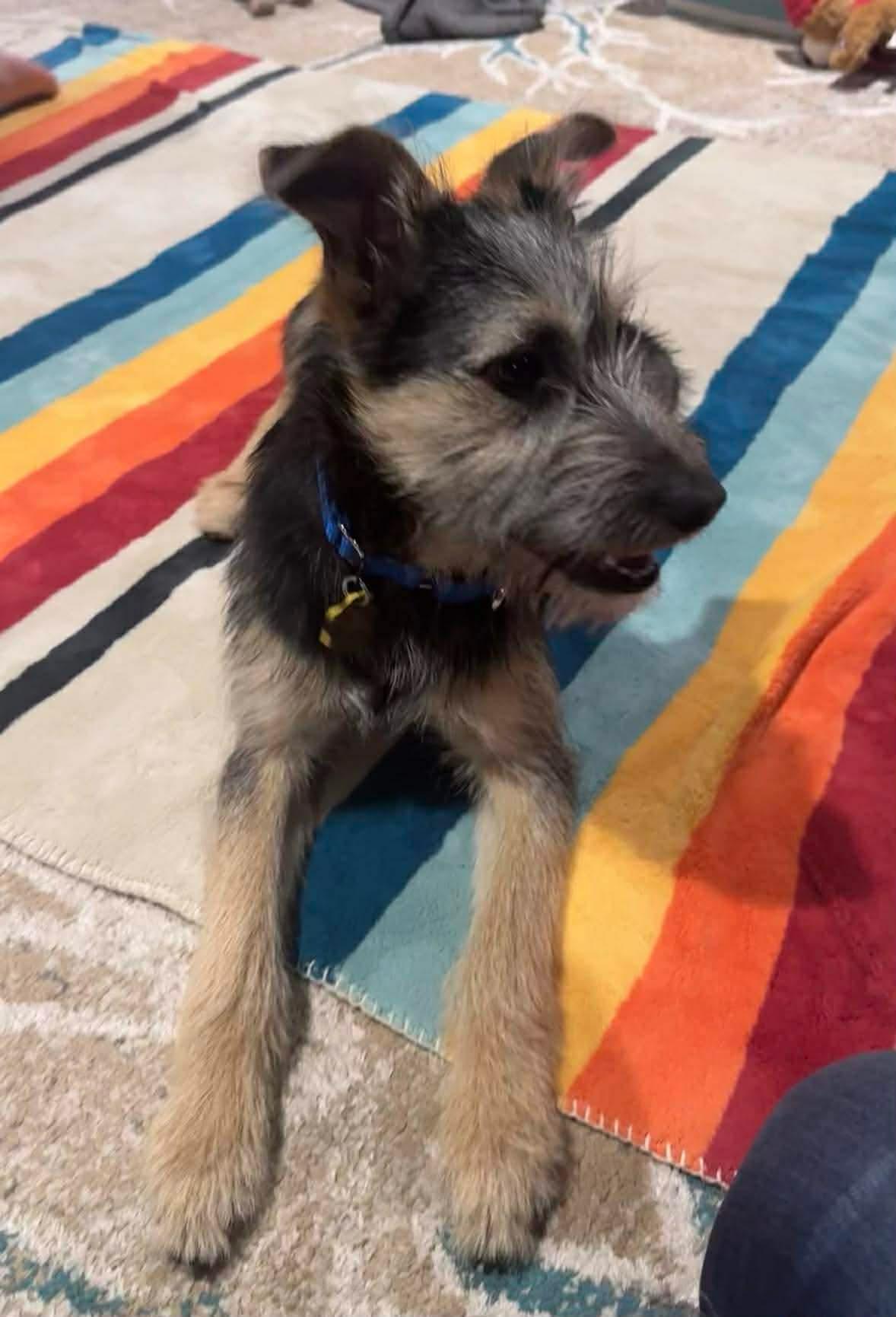 Ryan - Adoptable Pet | Petfinder | Petfinder
