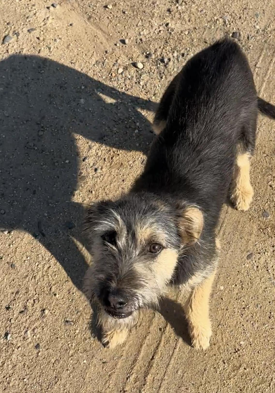 Ryan - Adoptable Pet | Petfinder | Petfinder