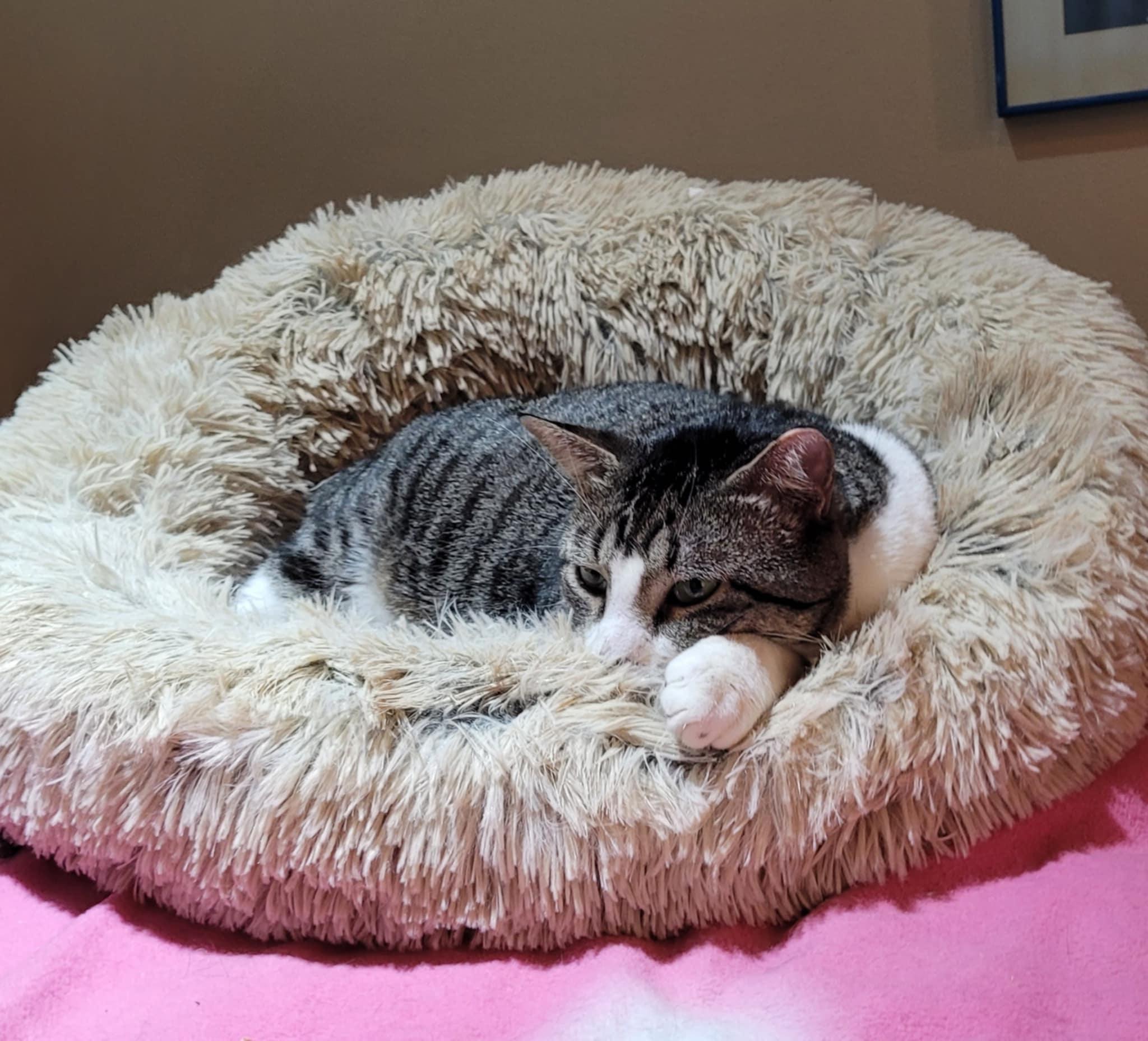 Cat for adoption - Cher Bear and Mofo - A Bonded Pair Ready to Steal ...