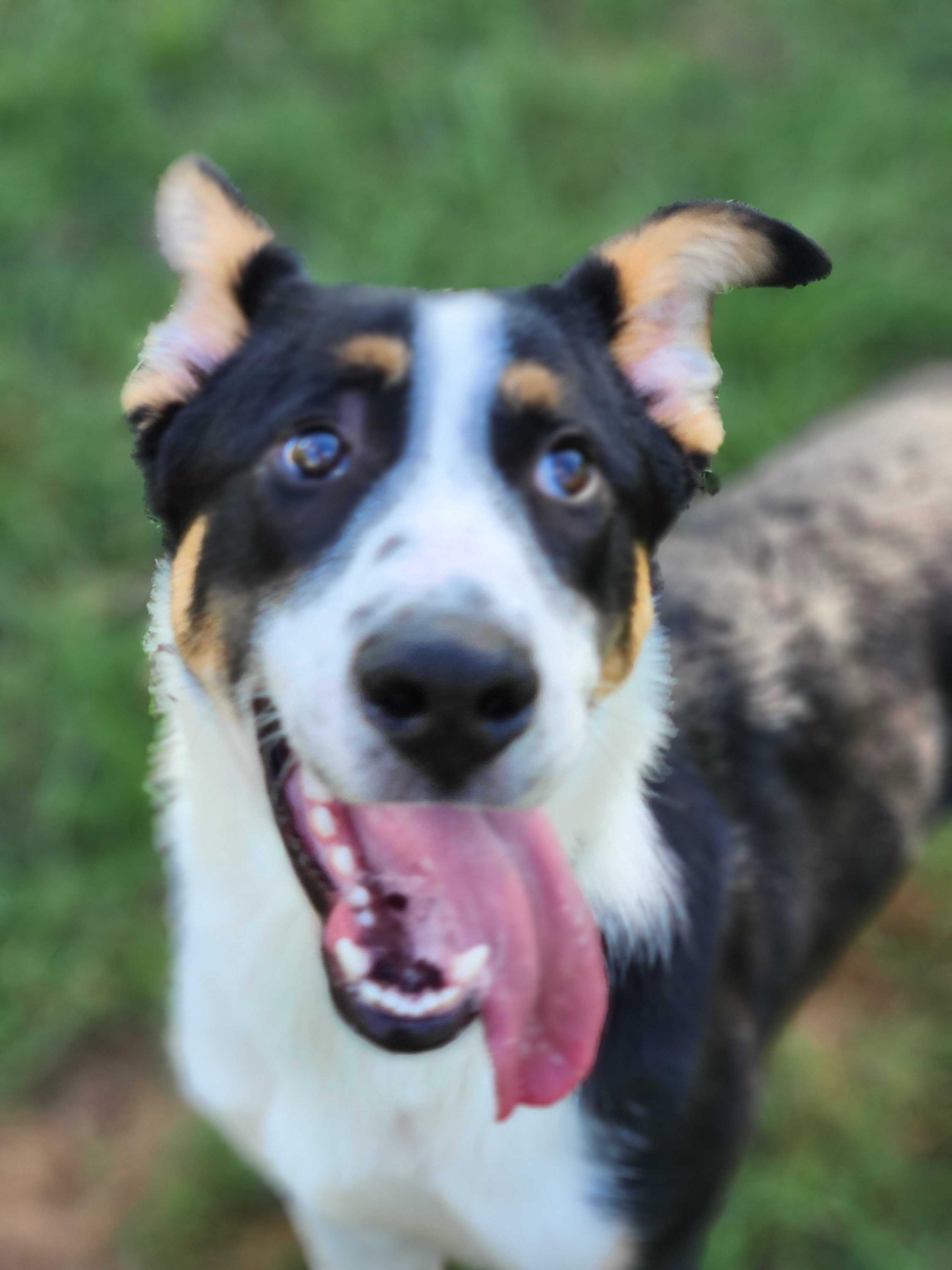 Dog for adoption - Bo, a German Shepherd Dog Mix in Baltimore, MD ...