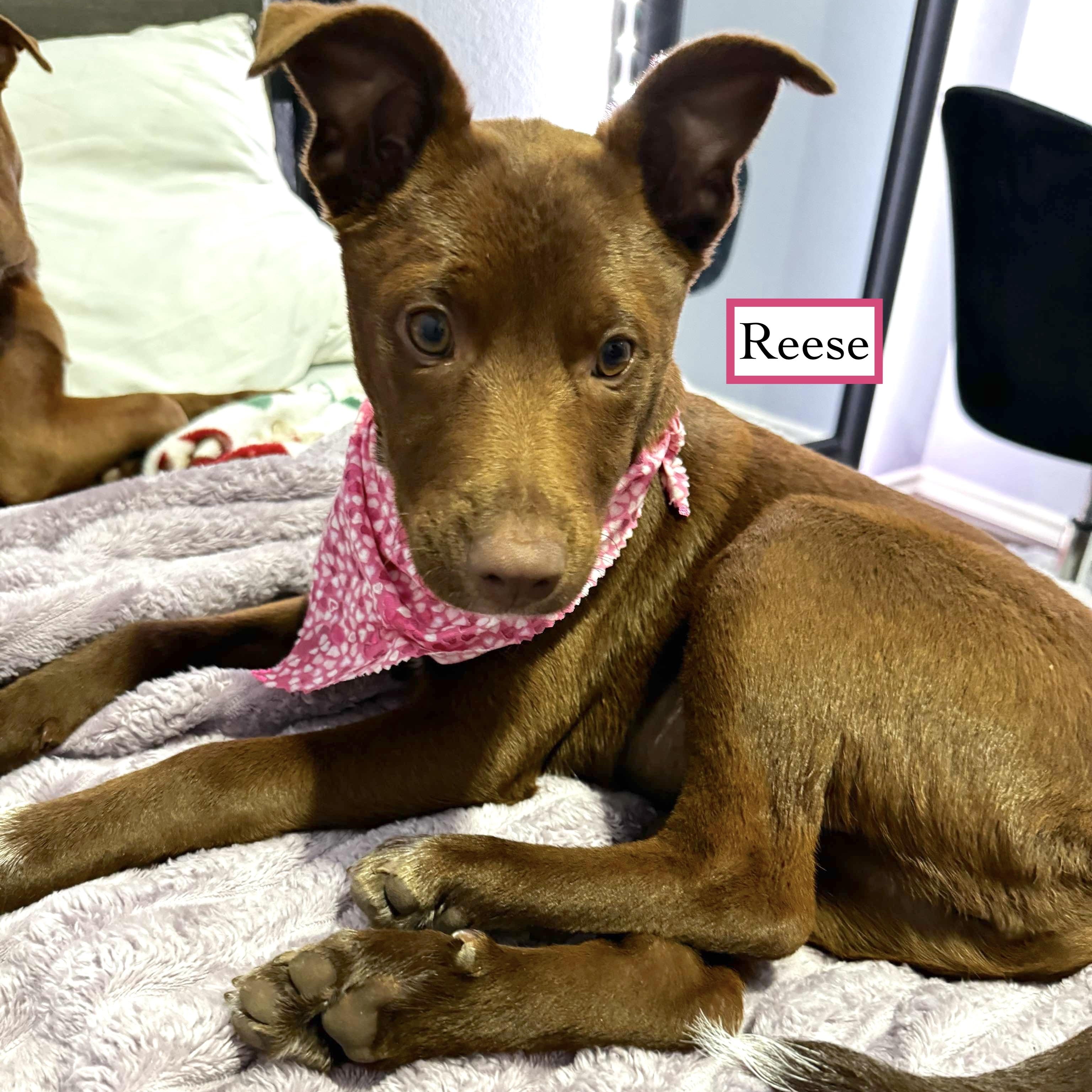 Dog for adoption - Reese, a Catahoula Leopard Dog & Rhodesian Ridgeback ...