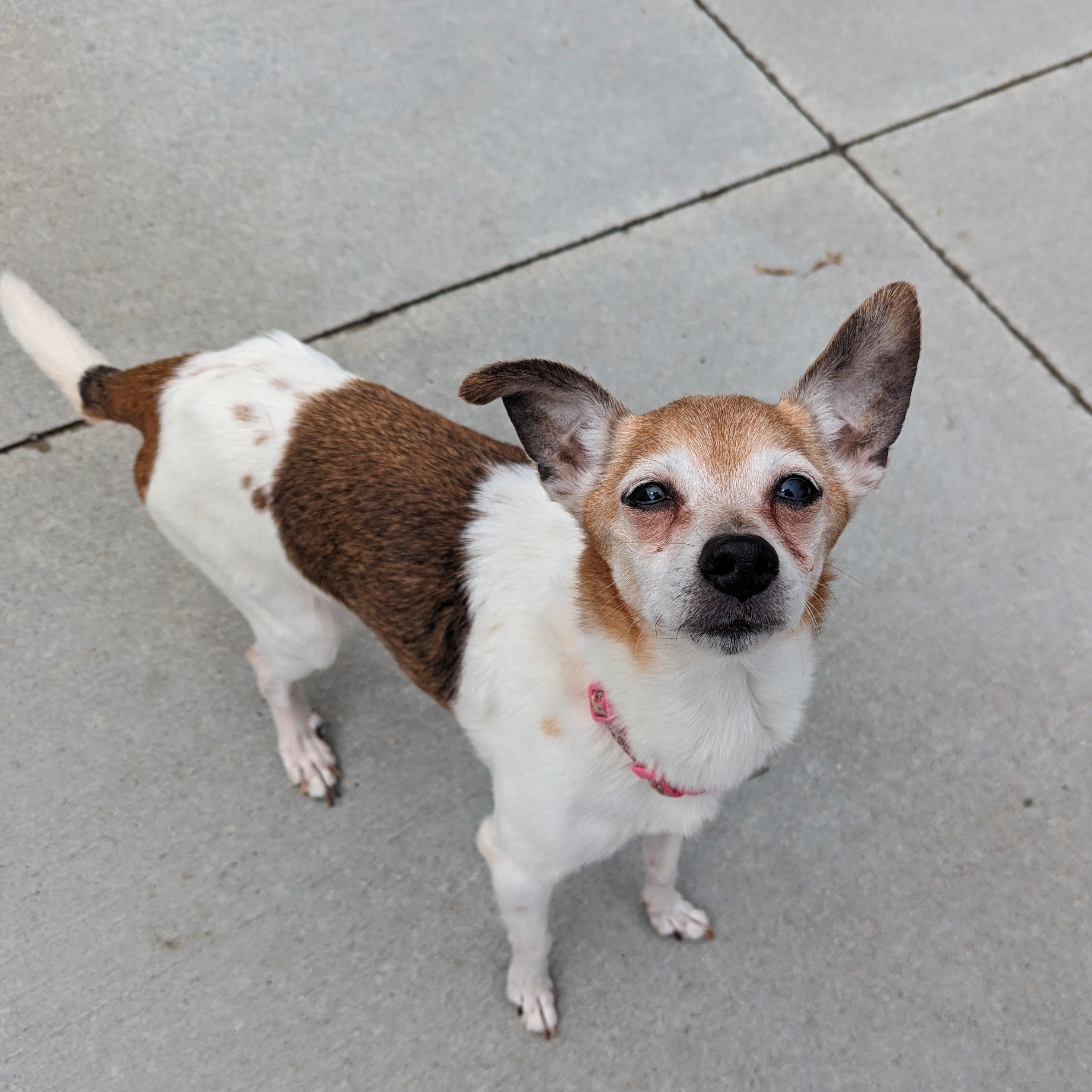 Home Page | Animal Rescue Project