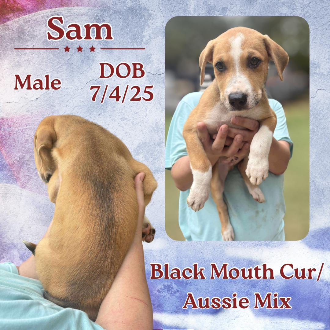 Dog for adoption - Sam, a Black Mouth Cur & Australian Shepherd Mix in ...