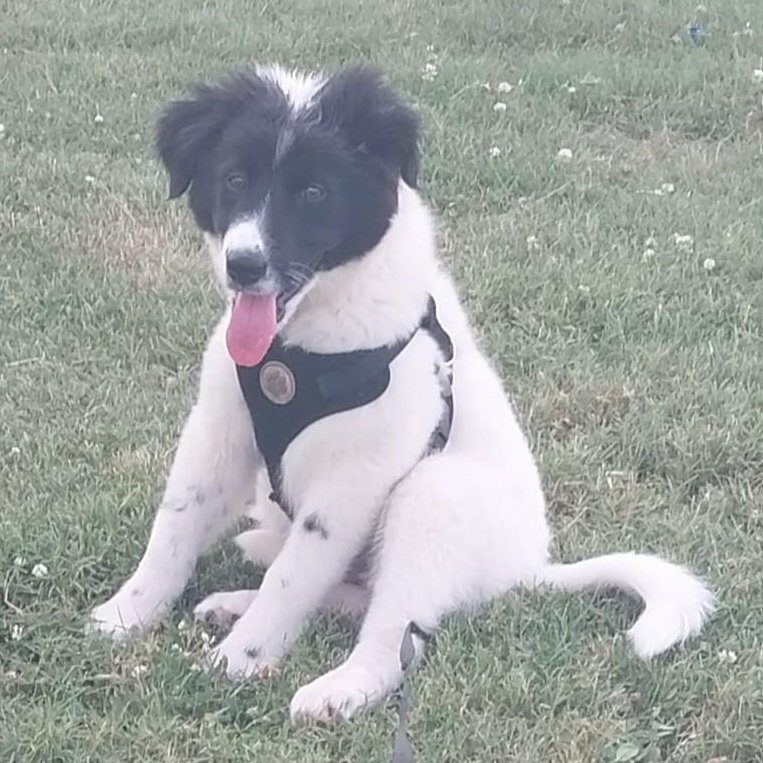 Dog for adoption - Riley, a Great Pyrenees & Border Collie Mix in ...