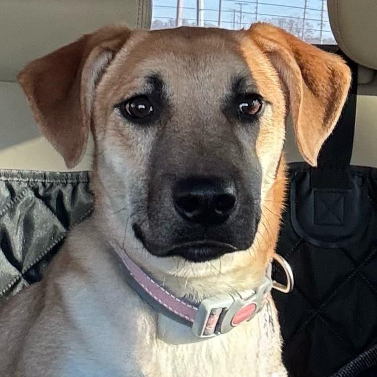 Dog for adoption - Cleopatra, a Siberian Husky Mix in Martinsville, IN ...