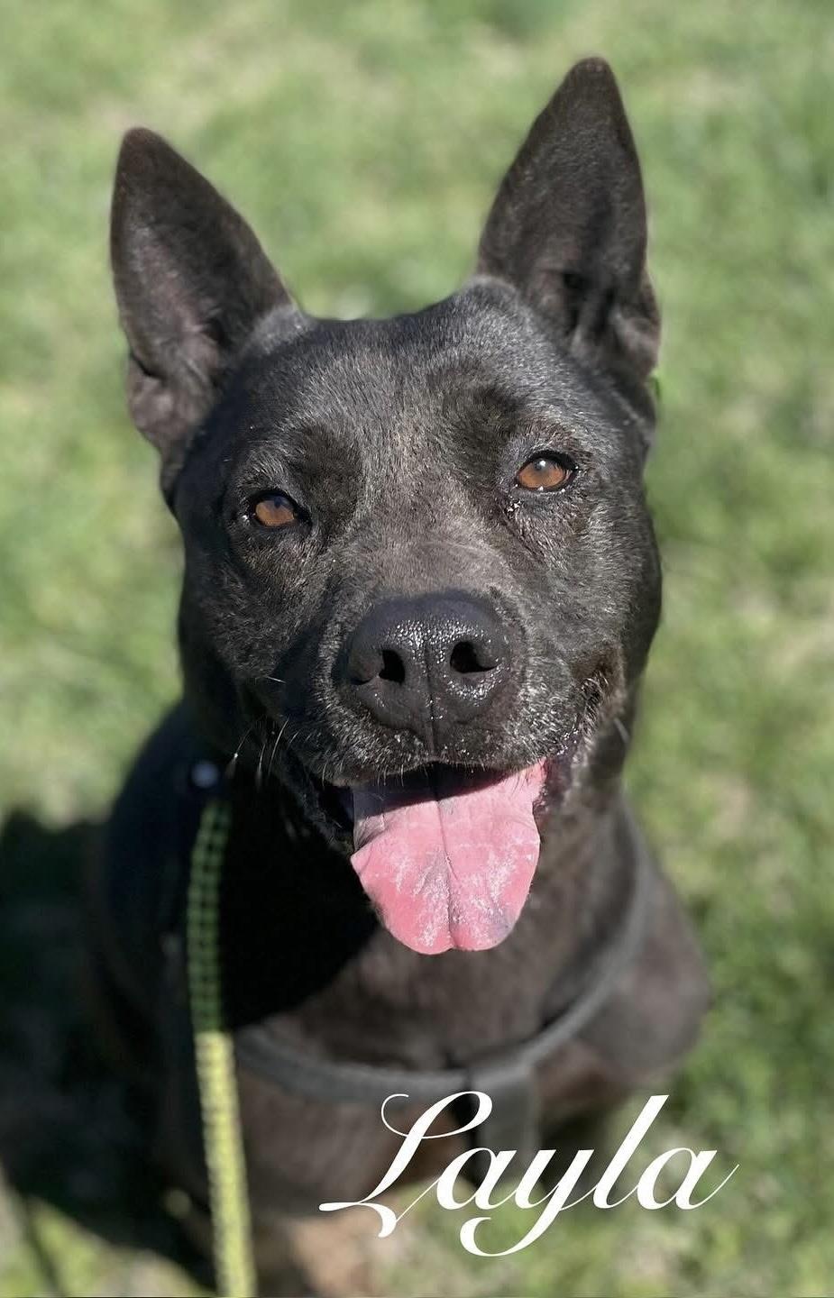 Dog for adoption - LAYLA, a Mixed Breed in Franklin, KY | Petfinder