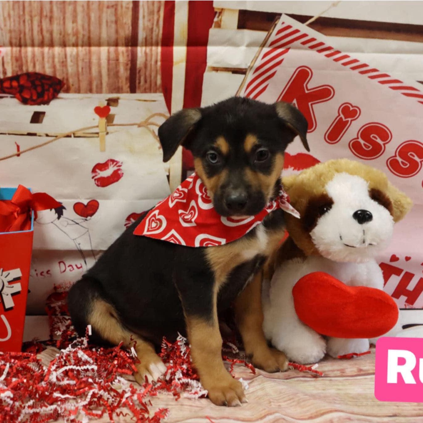 Dog for adoption - Ruby, a Shepherd in Wichita Falls, TX | Petfinder