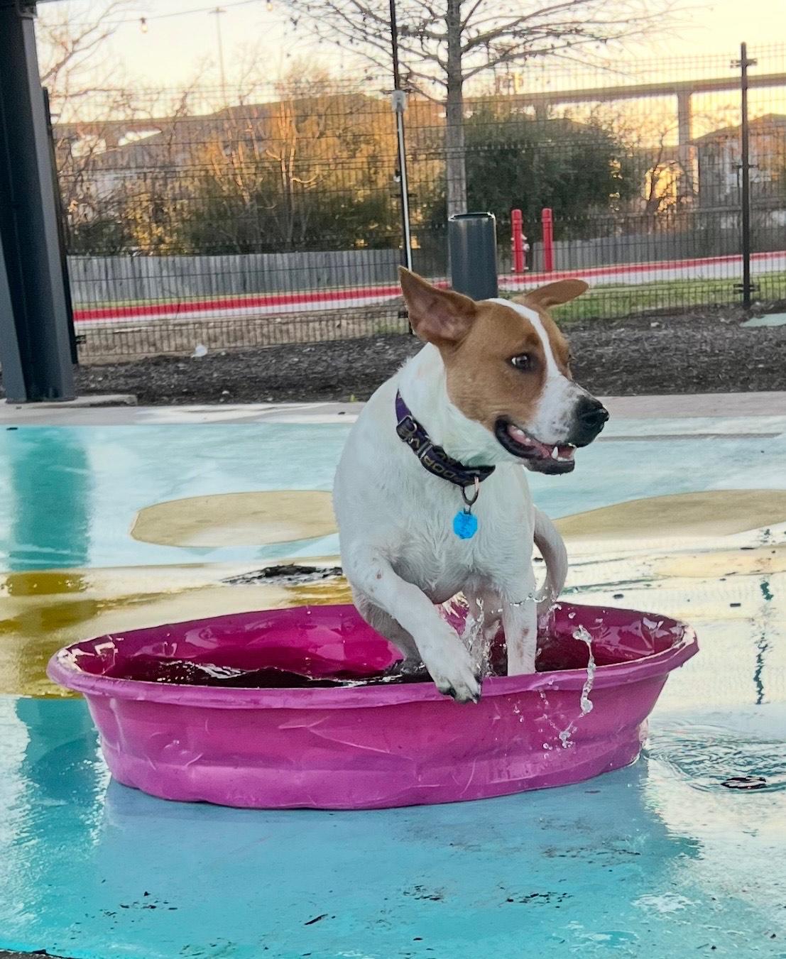 Dog for adoption - Bingo KC, a Labrador Retriever & Beagle Mix in Portland, OR | Petfinder