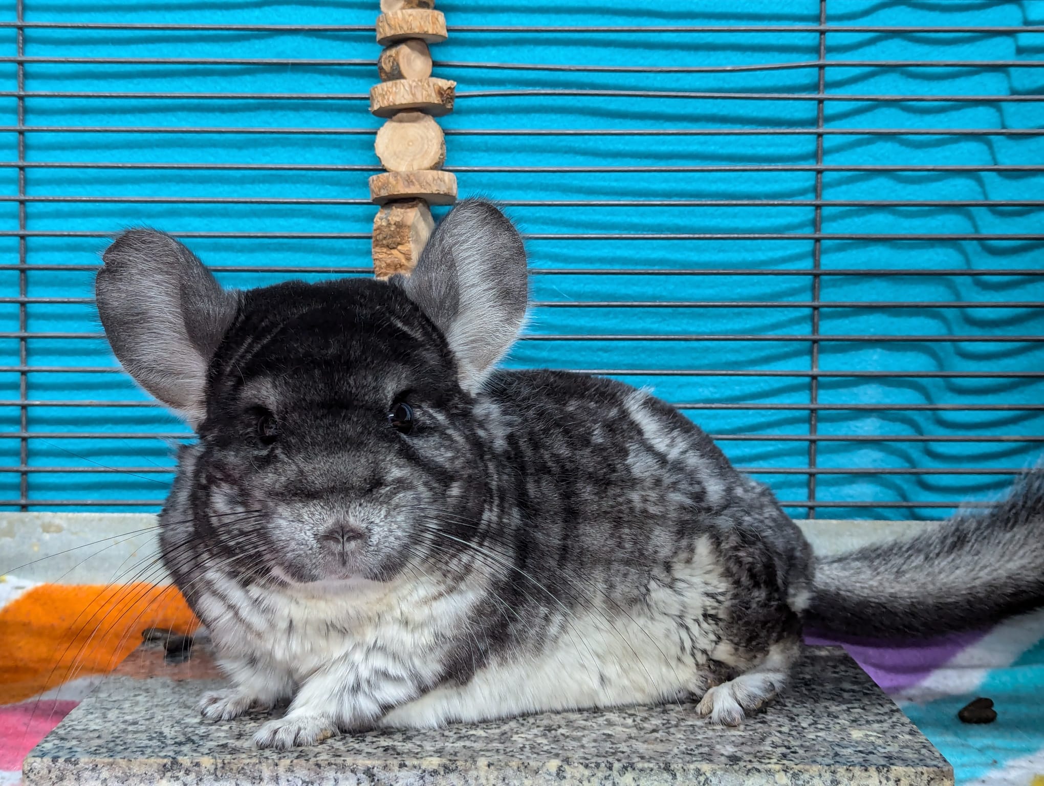 Chinchilla for adoption - Sunflower, a Chinchilla in Montclair, CA ...