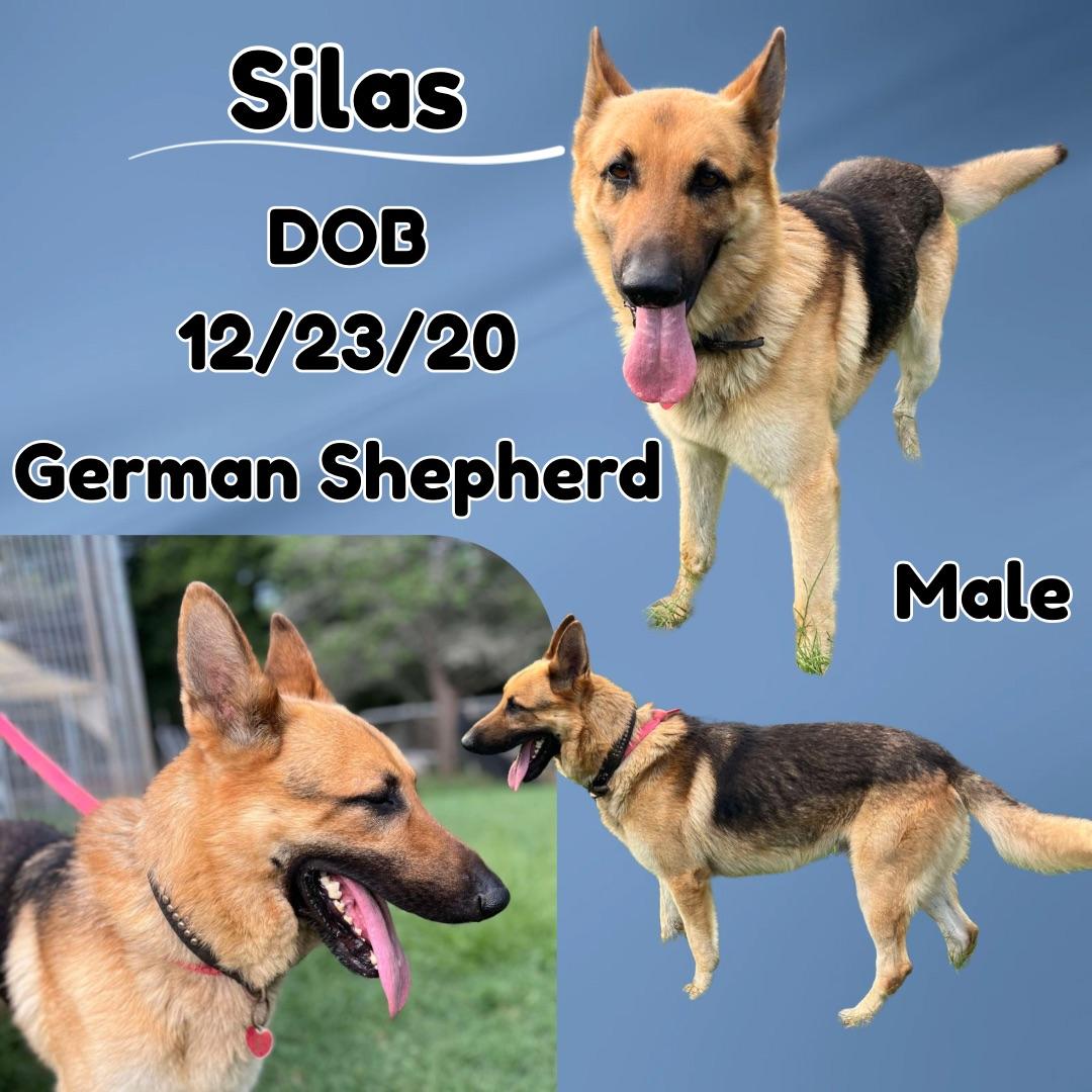 Dog for adoption - Silas, a German Shepherd Dog Mix in Allentown, PA ...