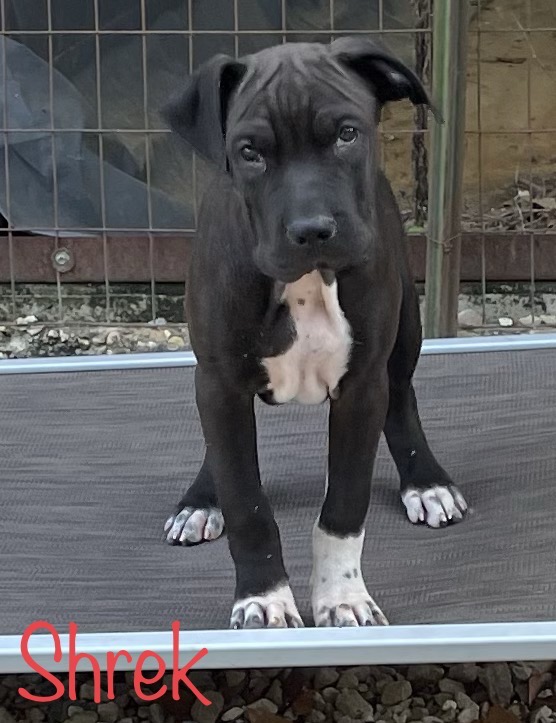 Dog for adoption - Summer, Shane, Shrek, a Black Labrador Retriever in Cairo, GA | Petfinder