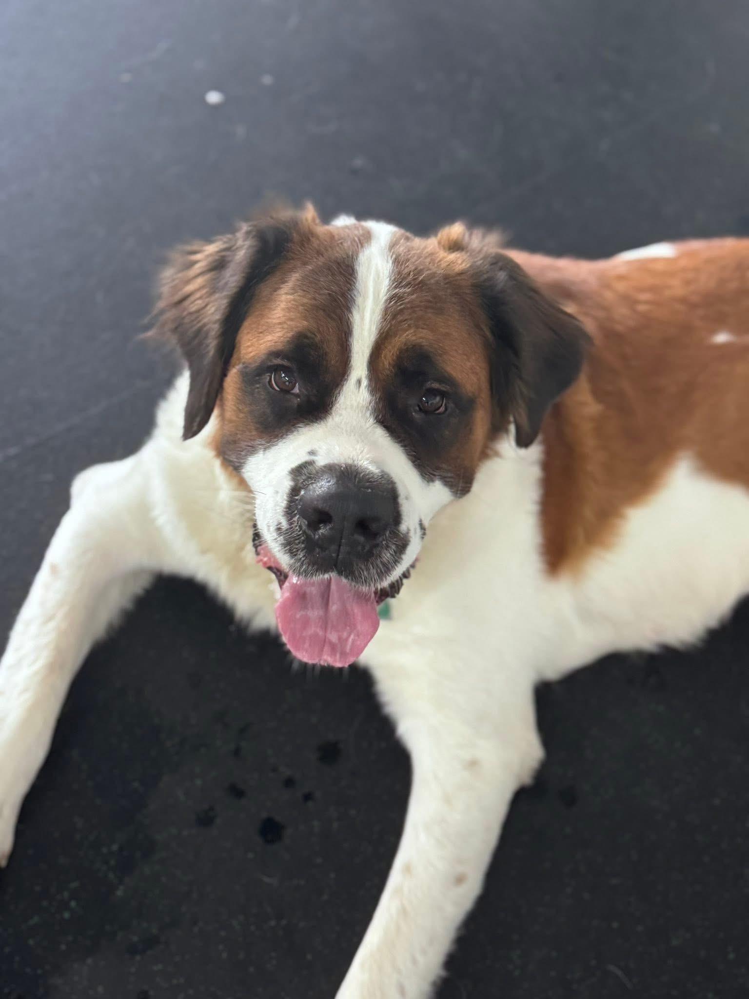 Dog for adoption - Nana, a Saint Bernard in South Amboy, NJ | Petfinder