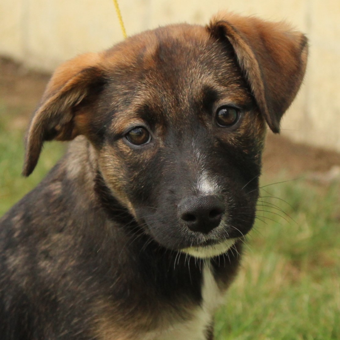 Ohio Dog Adoptions | Dogs for Adoption in OH