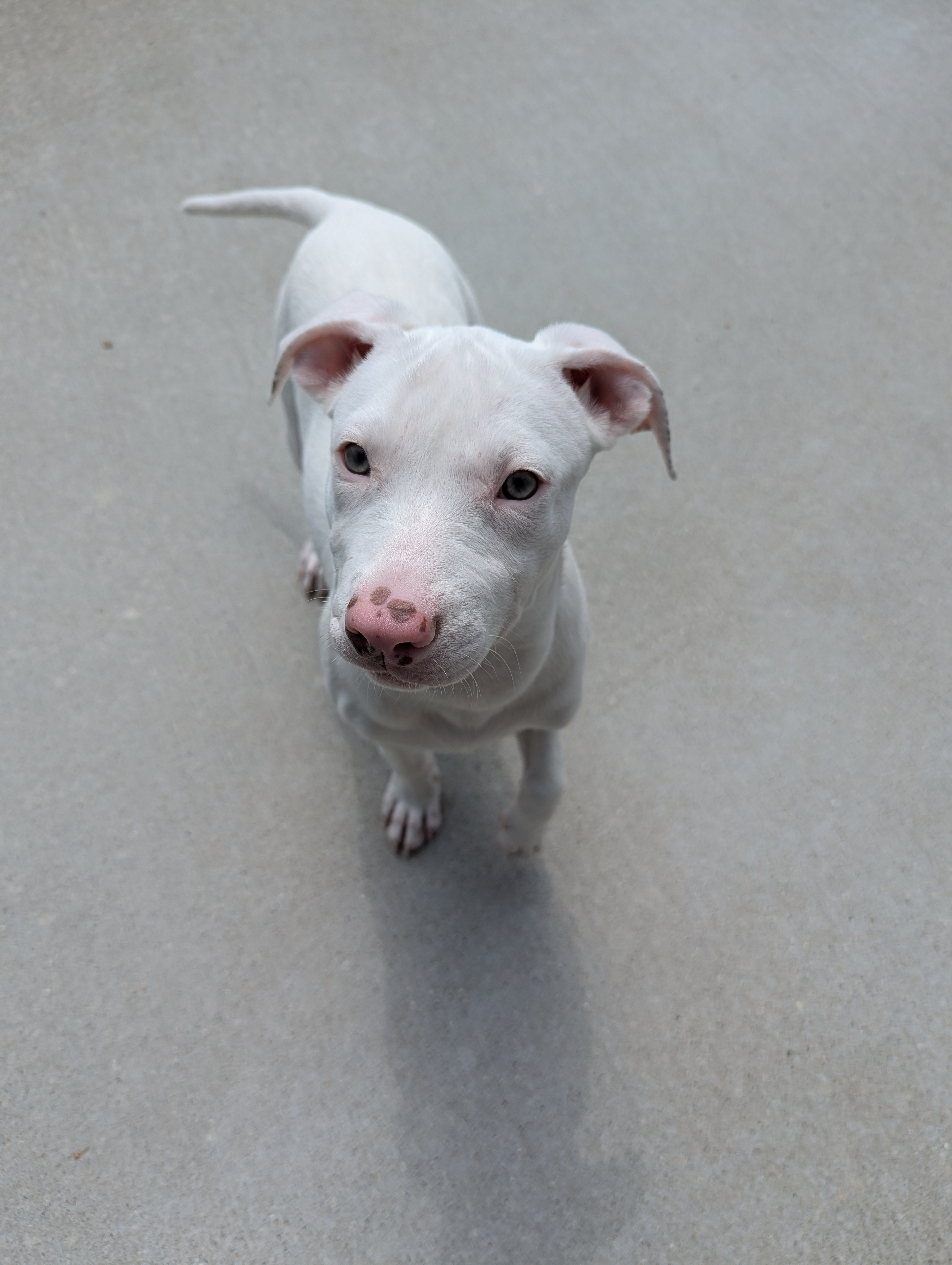 Home Page | Animal Rescue Project