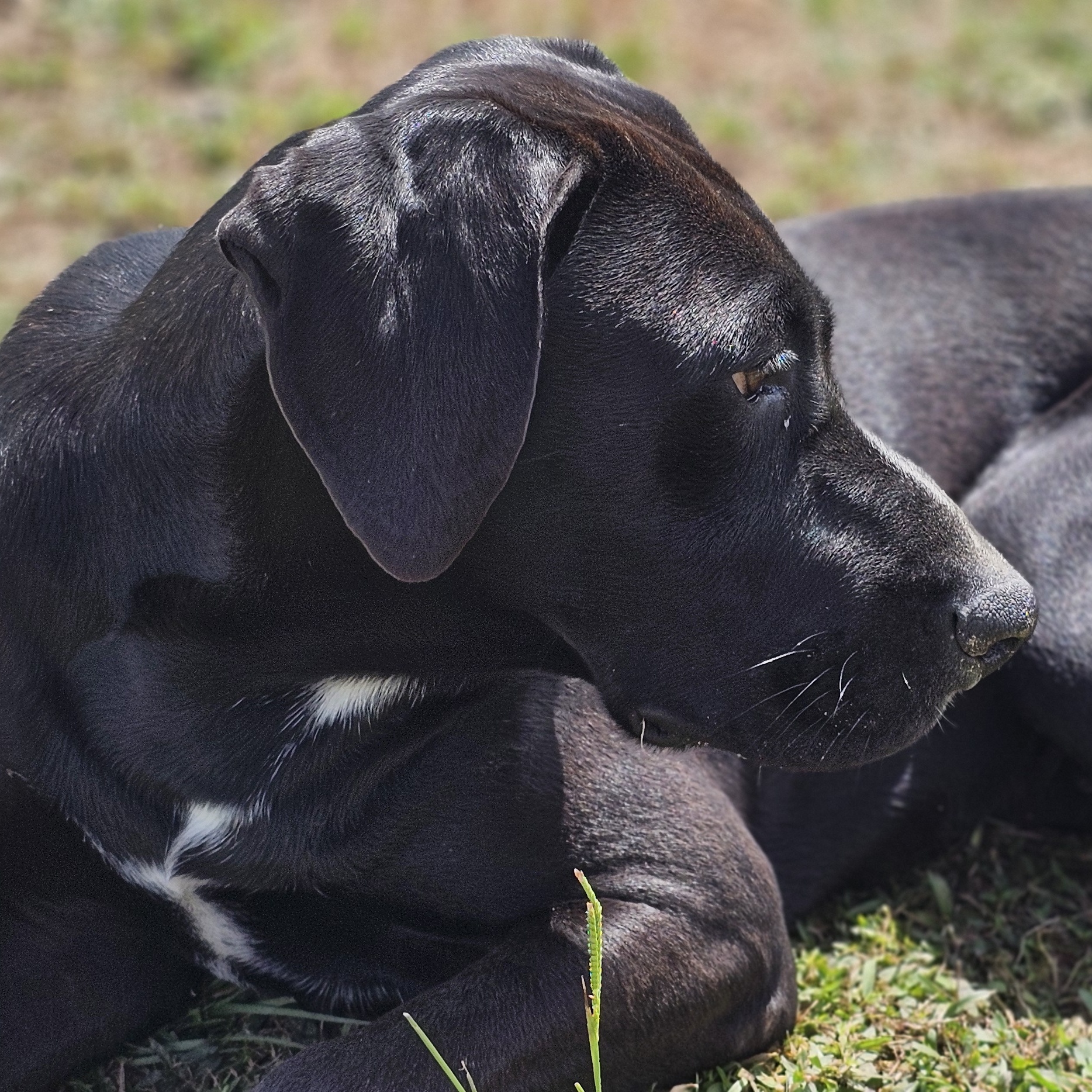Dog for adoption - Jet, a Black Labrador Retriever & Plott Hound Mix in ...