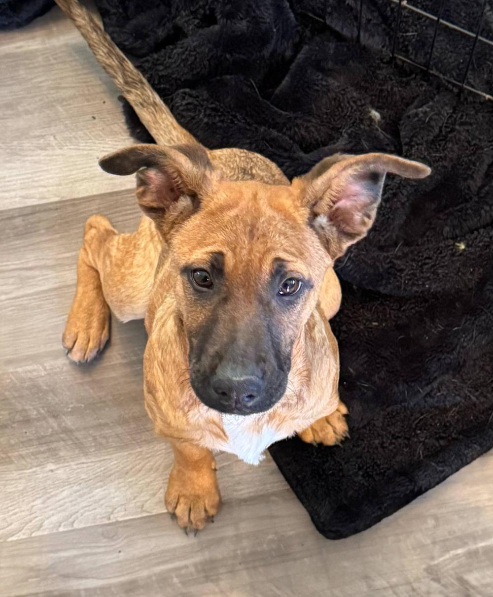 Dog for adoption - Heath, a German Shepherd Dog Mix in Denver, CO ...