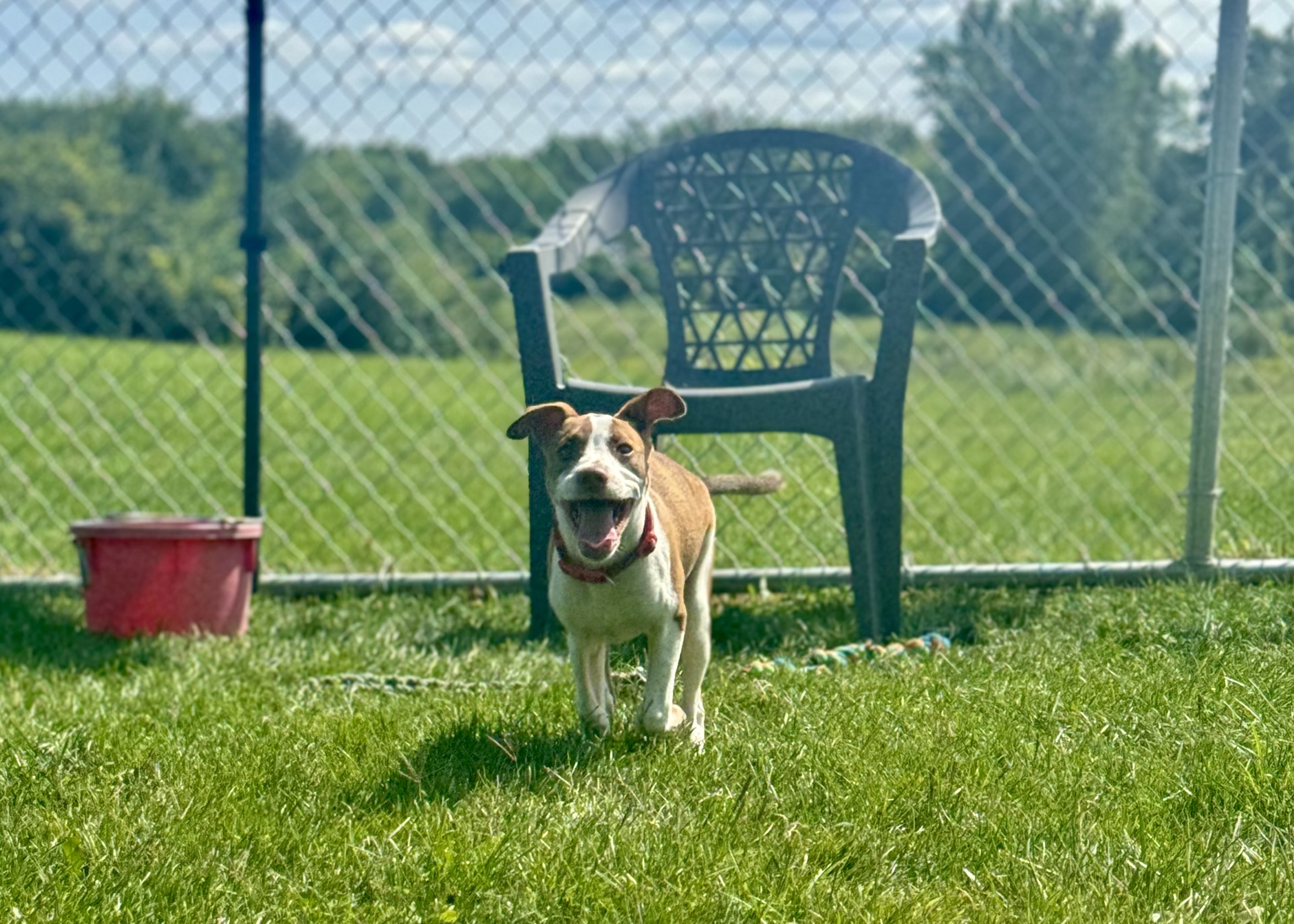Dog for adoption - Rowen, a Jack Russell Terrier & Pit Bull Terrier Mix ...