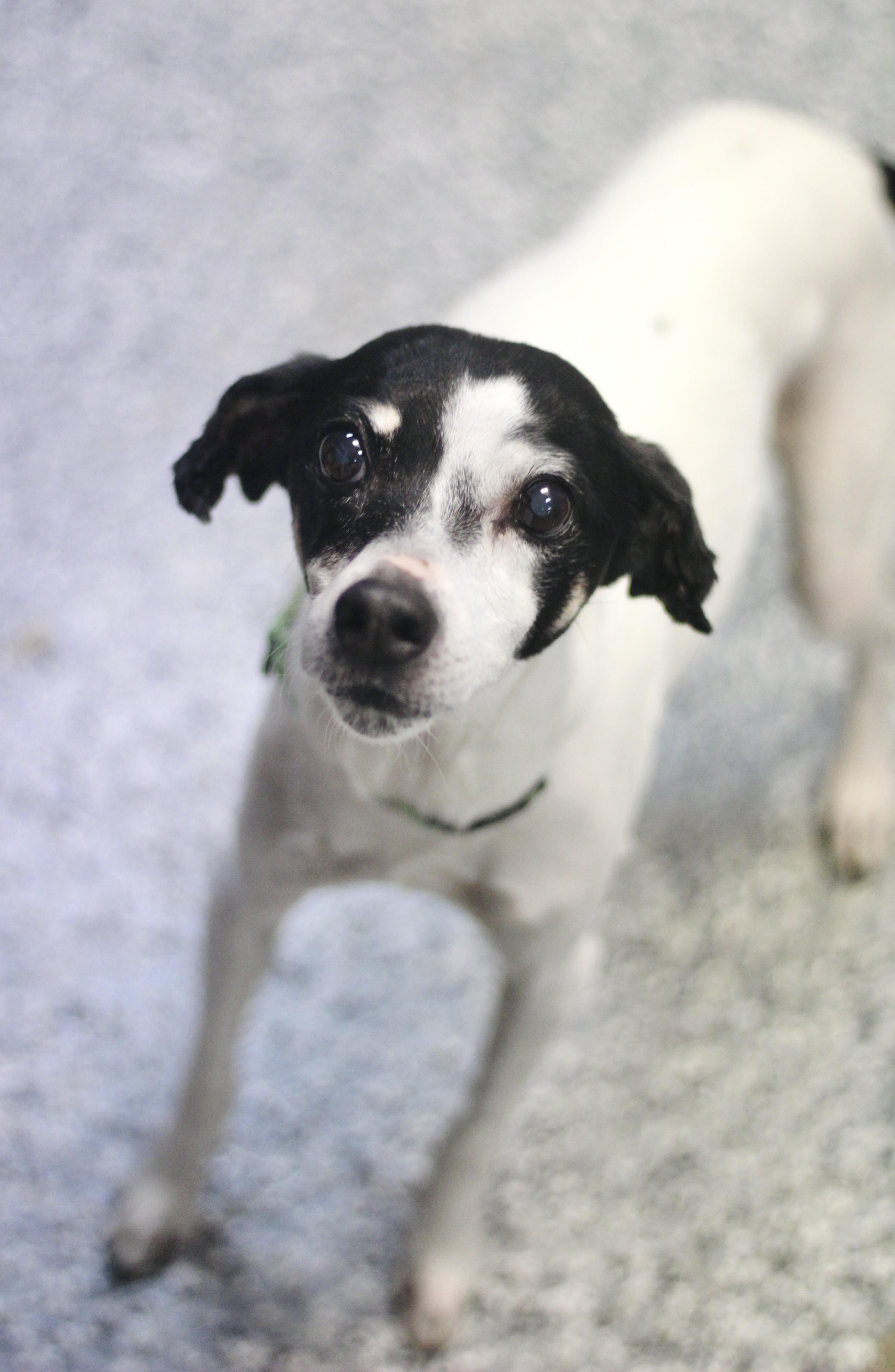 Goodall in NH! Come Meet our Adoptable Dogs Wednesday-Saturday. More ...