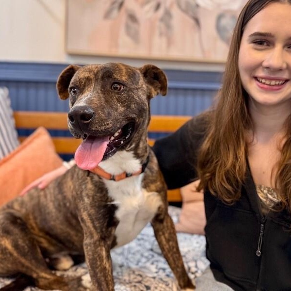 Dog for adoption - Thadius Goofy Goober, a Pit Bull Terrier & American ...