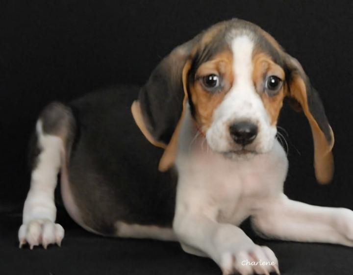 Malcolm - Adoptable Pet | Petfinder | Petfinder