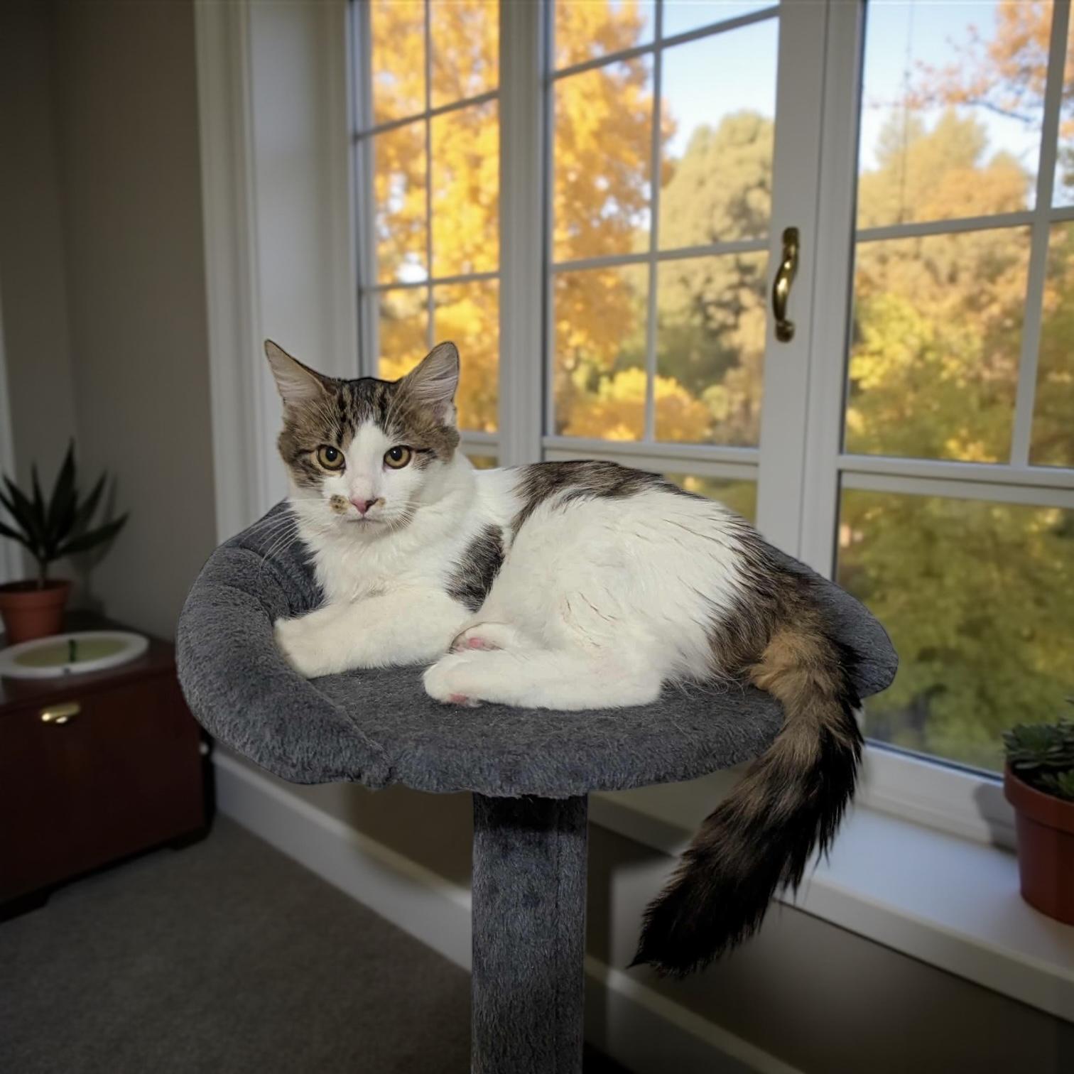 Cat for adoption - Jack Nicholson, a Domestic Long Hair Mix in Buffalo ...
