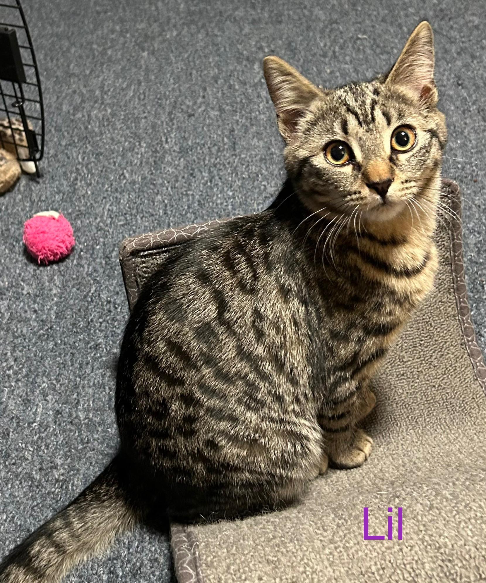 Cat for adoption - Lil, a Domestic Short Hair in Springfield, PA ...