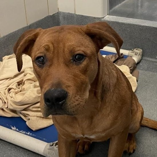 Dog for adoption - Magna, a Rhodesian Ridgeback & Black Mouth Cur Mix ...