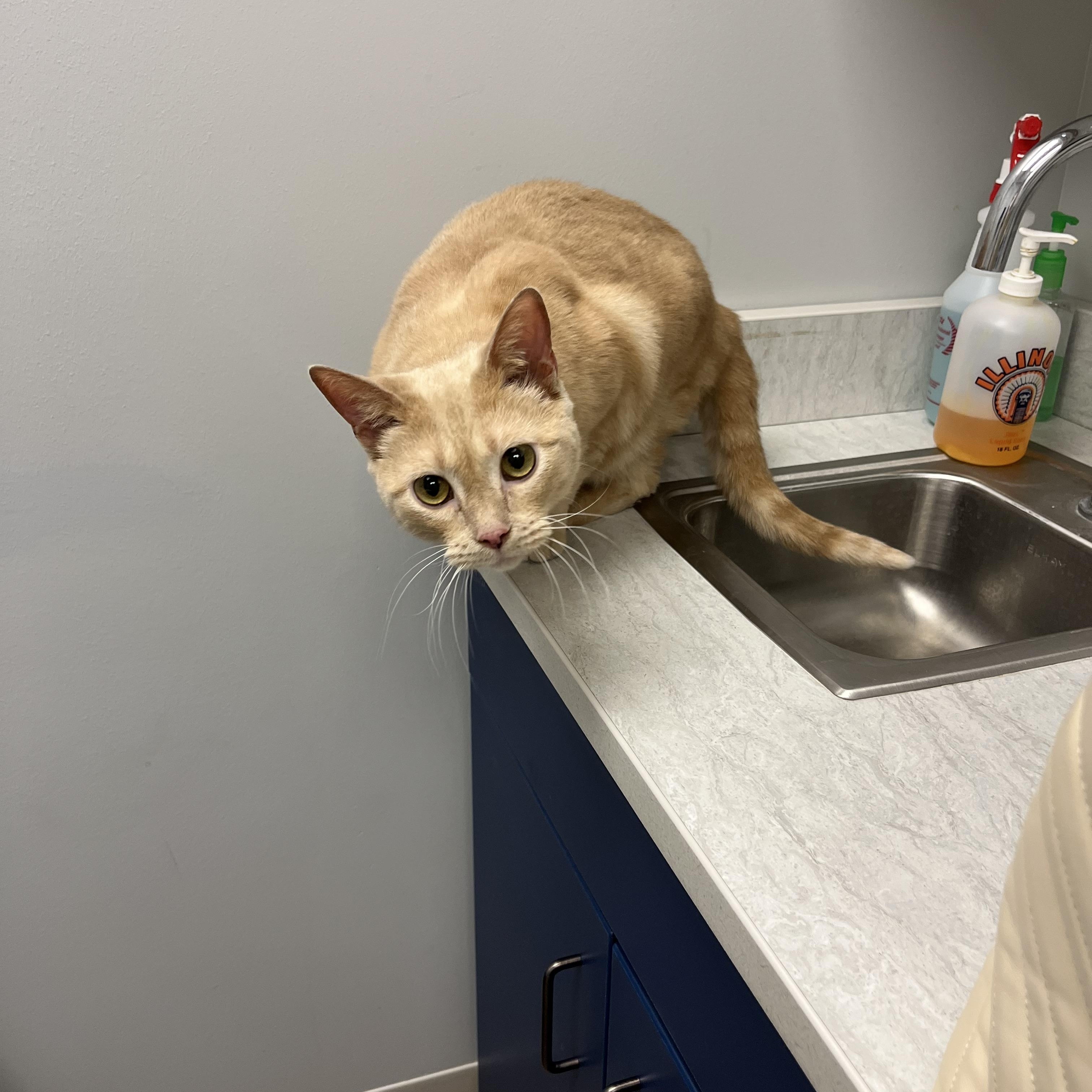 Cat for adoption - Toebe, an Extra-Toes Cat / Hemingway Polydactyl in ...