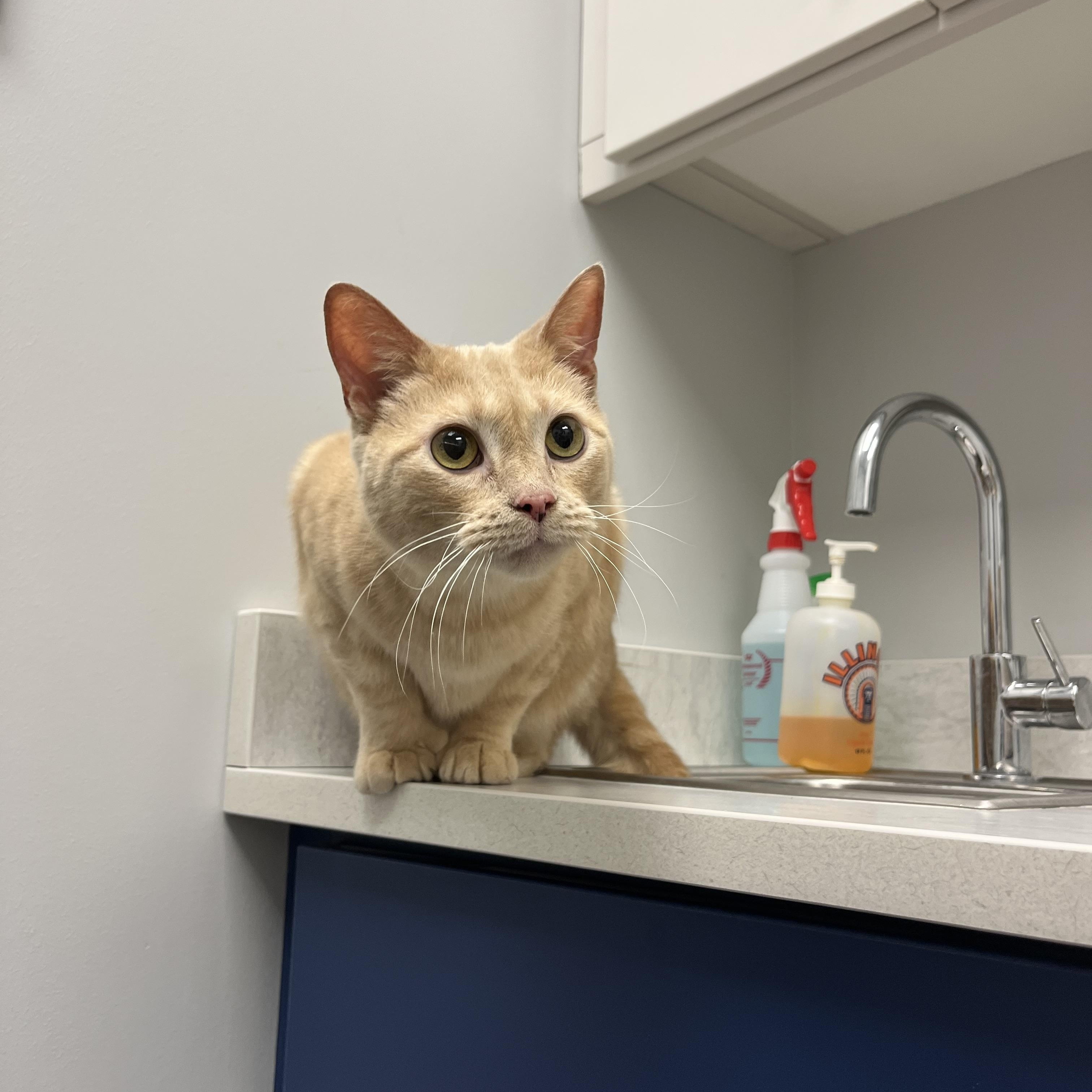 Cat for adoption - Toebe, an Extra-Toes Cat / Hemingway Polydactyl in ...