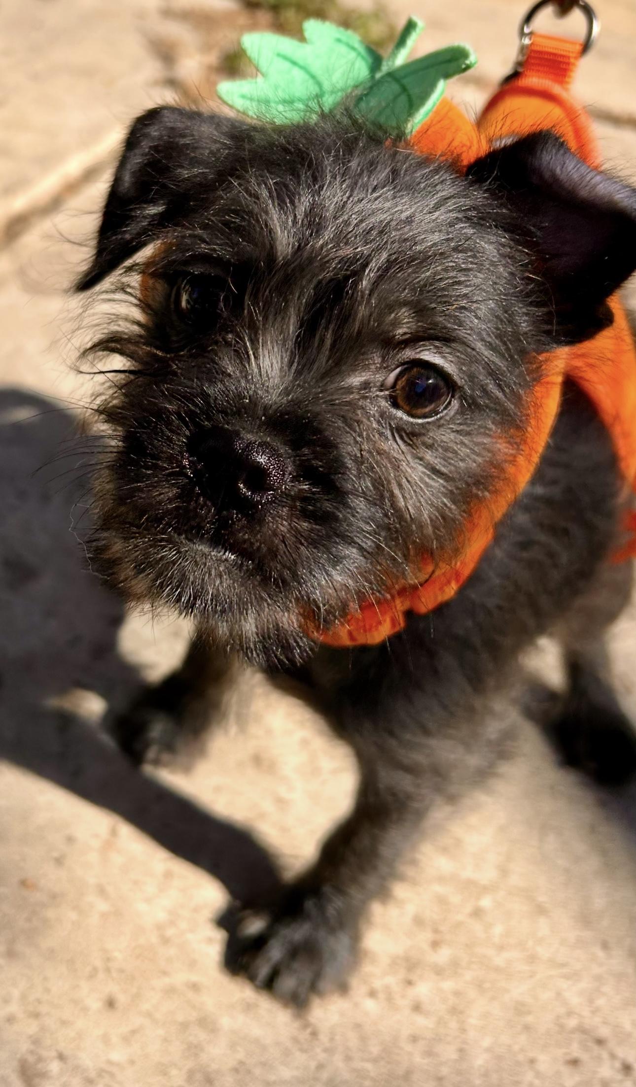 Dog for adoption - Monkey, a Pug & Yorkshire Terrier Mix in Hoffman ...