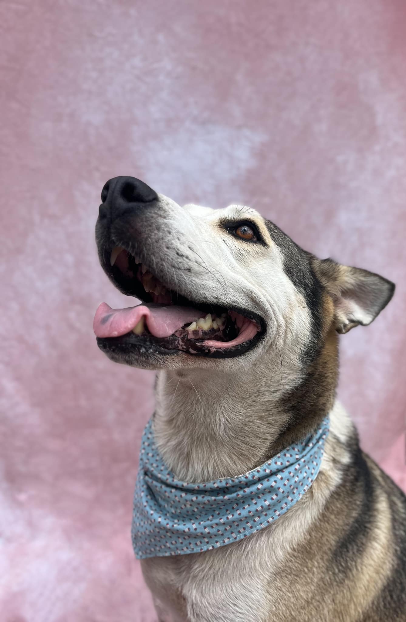 Dog for adoption - Louis, a Husky in Stamford, CT | Petfinder