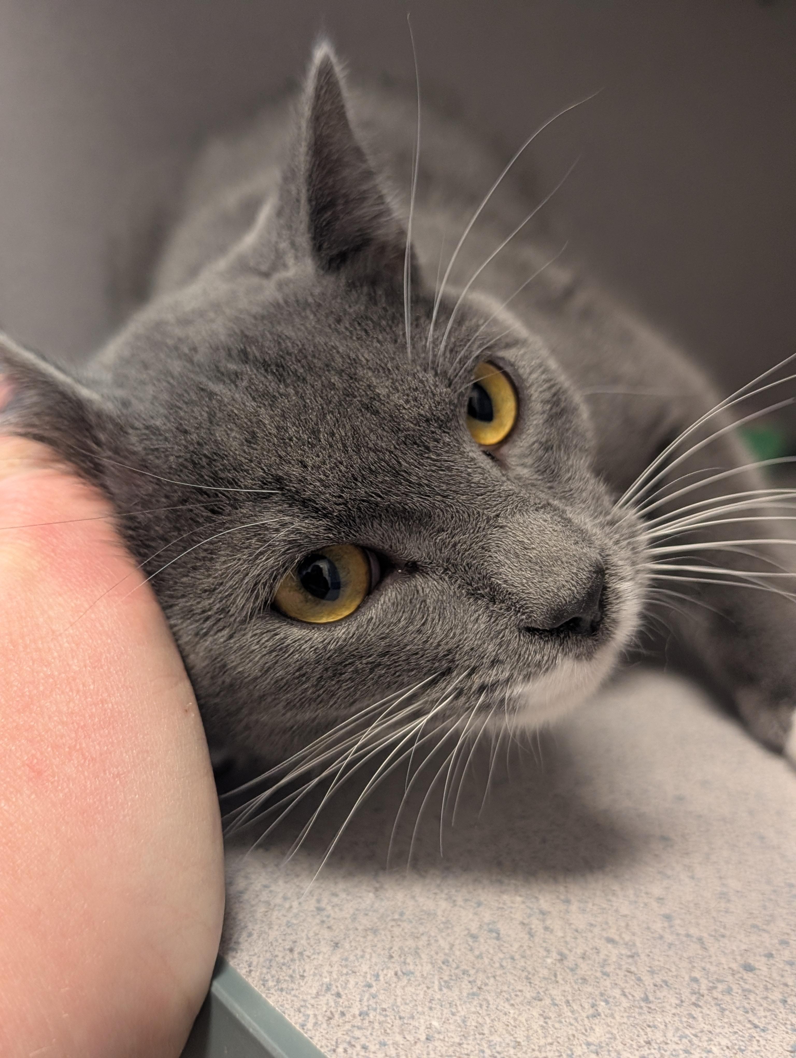 Cat for adoption - Art, a Domestic Short Hair in Cedar Rapids, IA ...