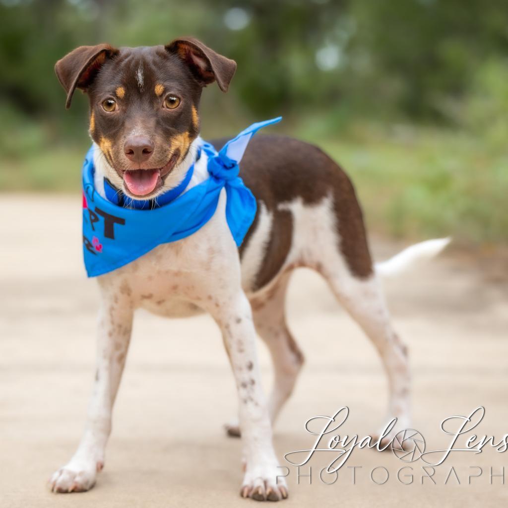 Dog for adoption - Benjamin SP, a Chihuahua & Pointer Mix in Catonsville, MD | Petfinder